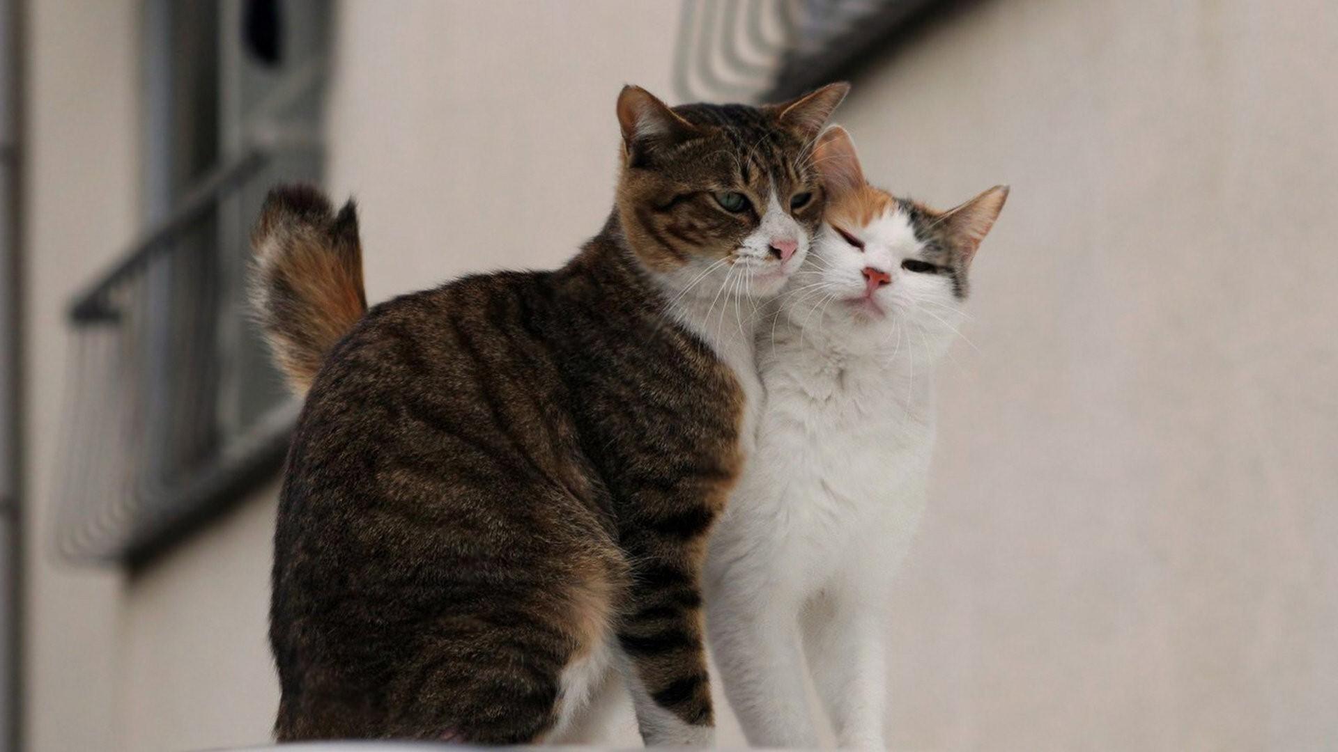 Cute Cat Love Wallpapers - Top Free Cute Cat Love Backgrounds ...