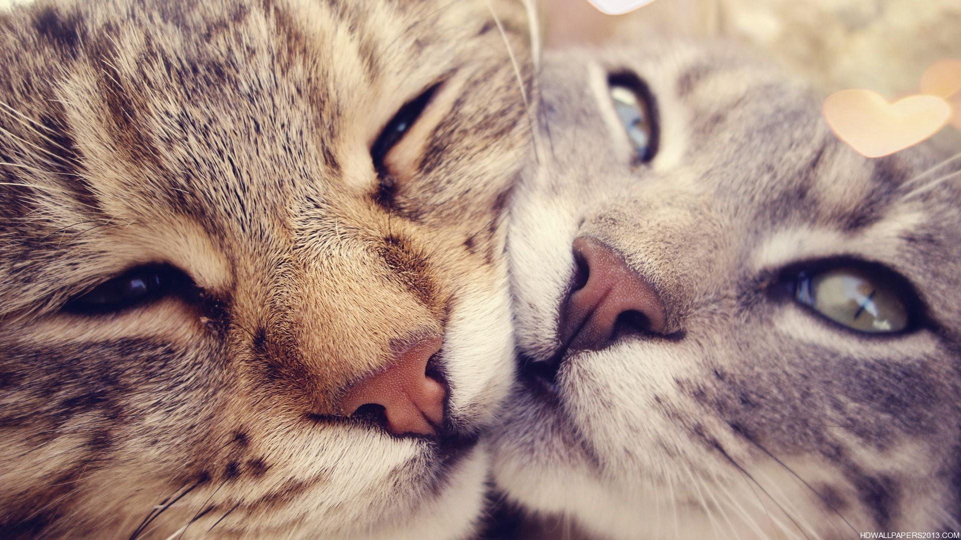 Cute Cat Love Wallpapers - Top Free Cute Cat Love Backgrounds ...