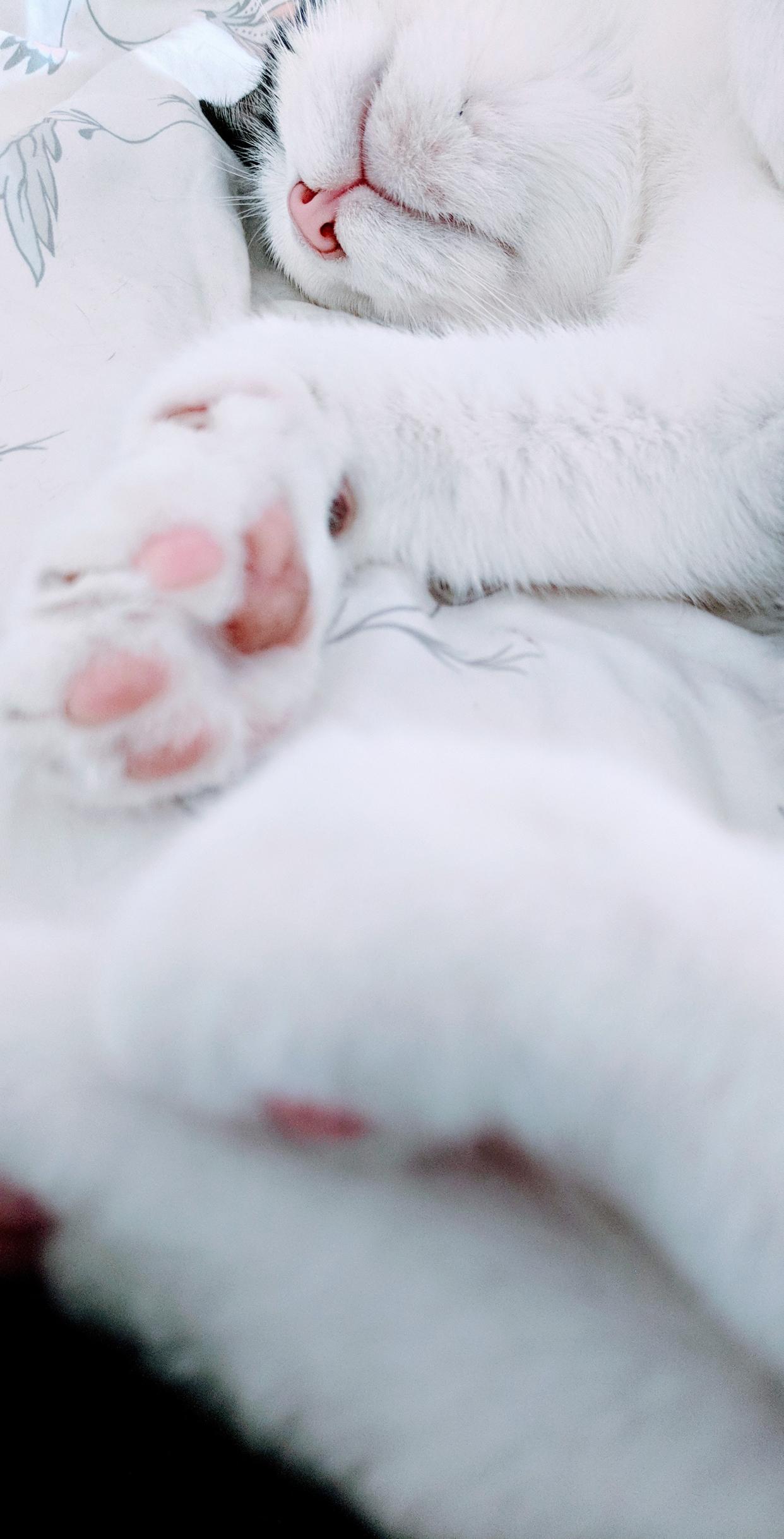 Cute Cat Love Wallpapers - Top Free Cute Cat Love Backgrounds ...