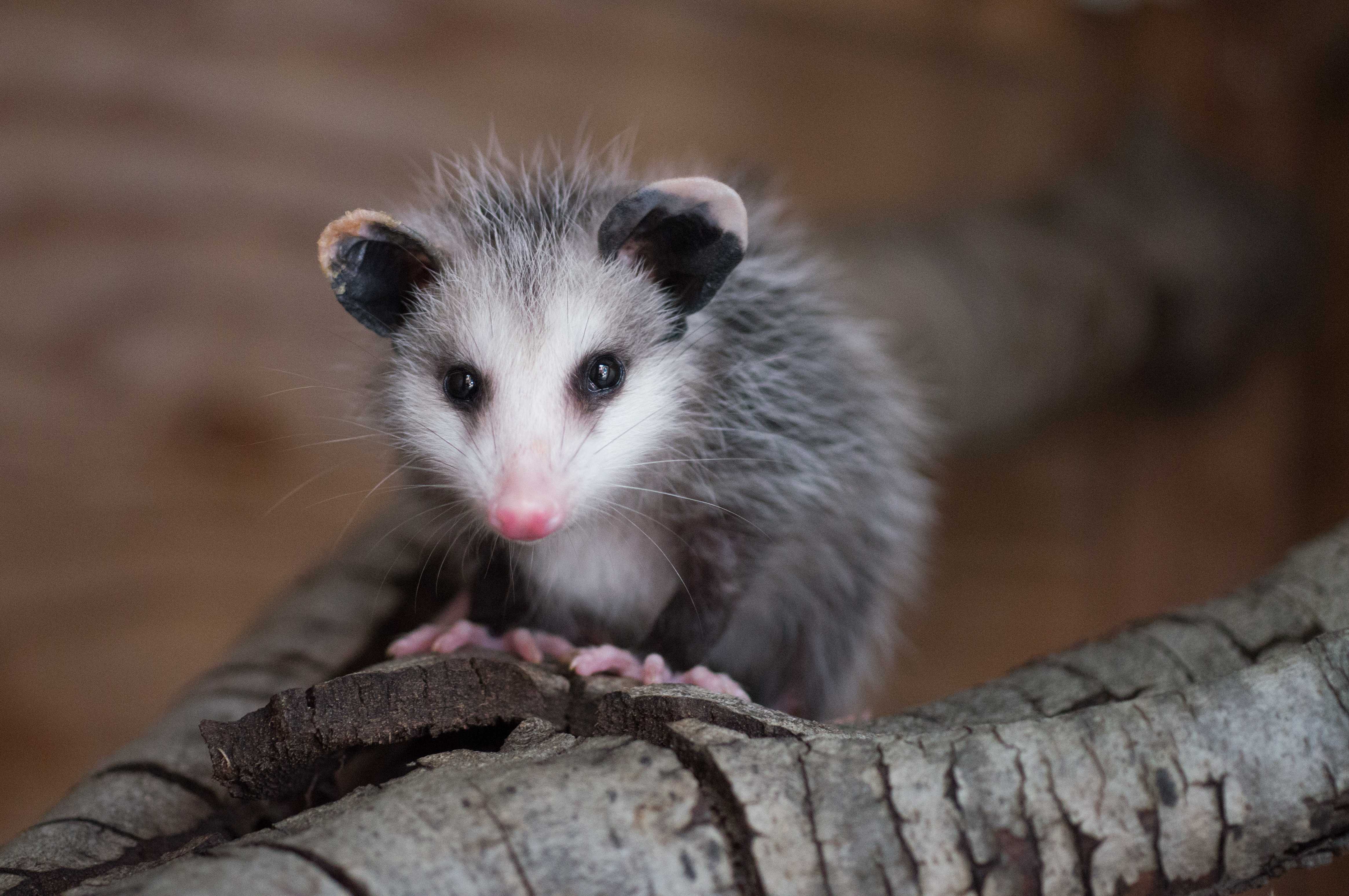 Baby Possum Wallpapers - Top Free Baby Possum Backgrounds - WallpaperAccess