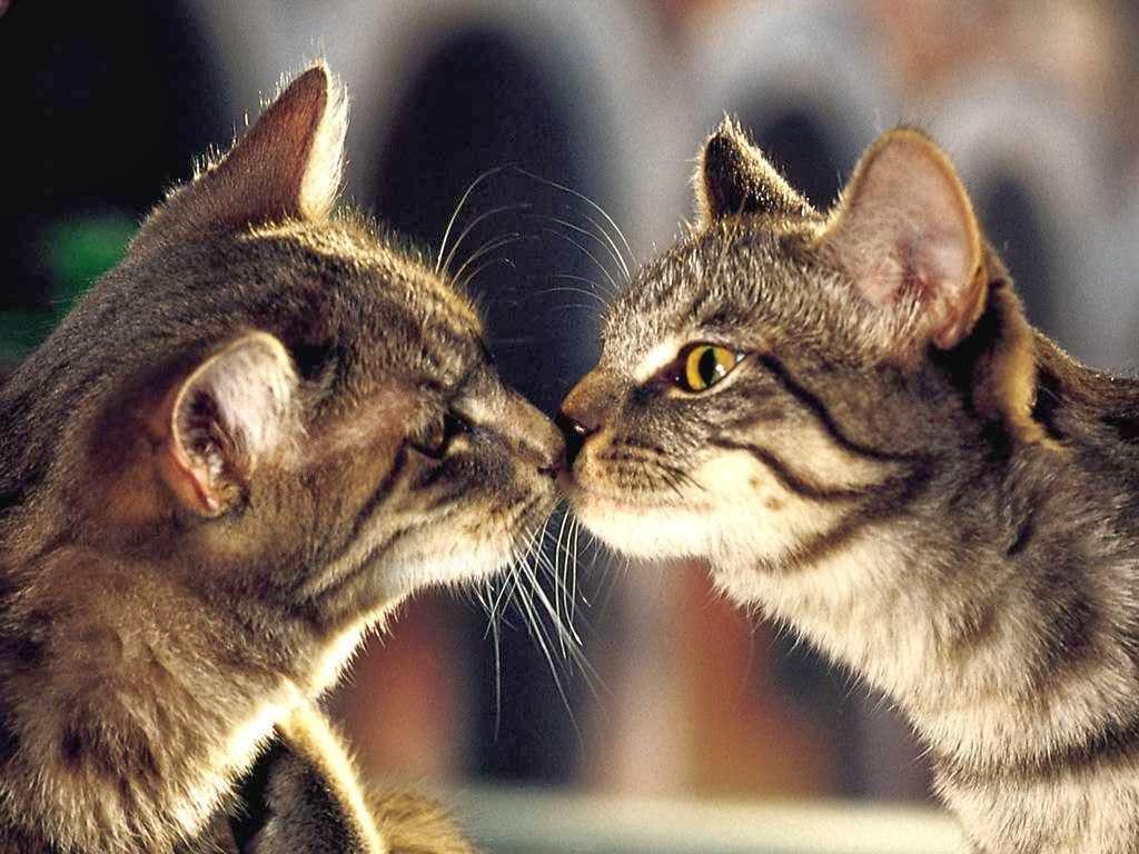 Cute Cat Love Wallpapers - Top Free Cute Cat Love Backgrounds ...