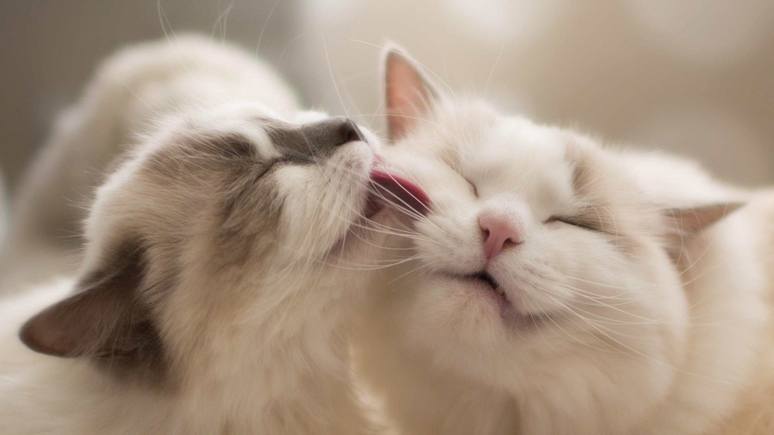 Cute Cat Love Wallpapers - Top Free Cute Cat Love Backgrounds ...