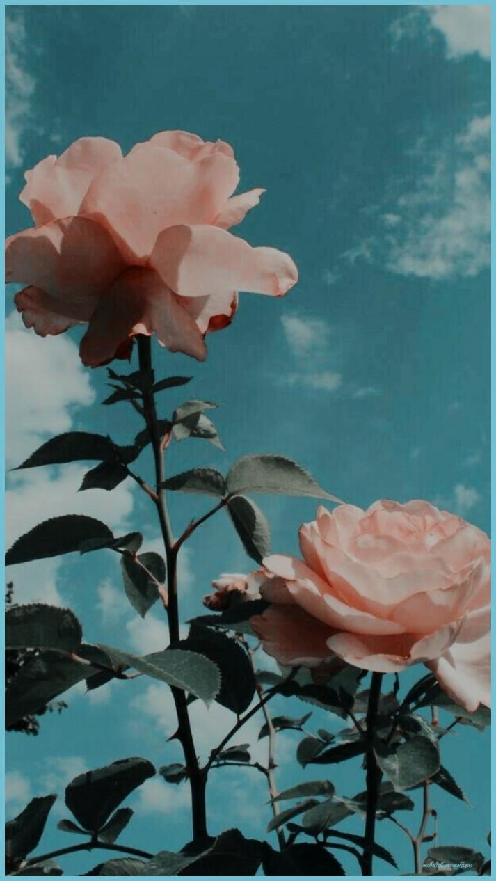 Aesthetic Flowers Cartoons Wallpapers - Top Free Aesthetic Flowers ...