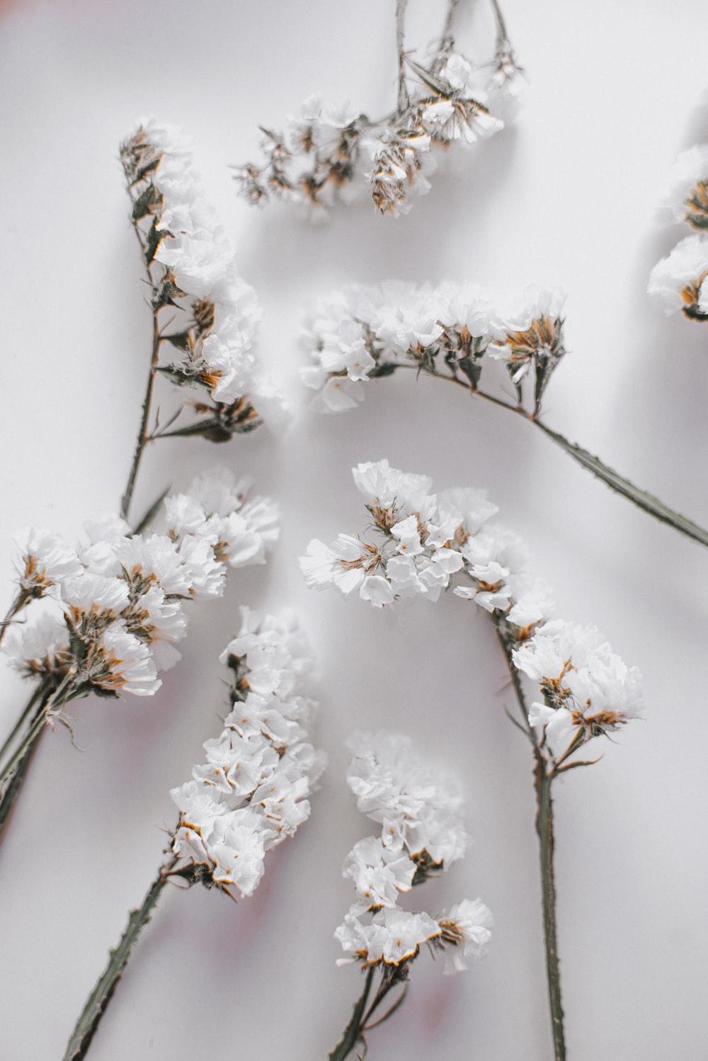 Ice Flower Wallpapers - Top Free Ice Flower Backgrounds - WallpaperAccess