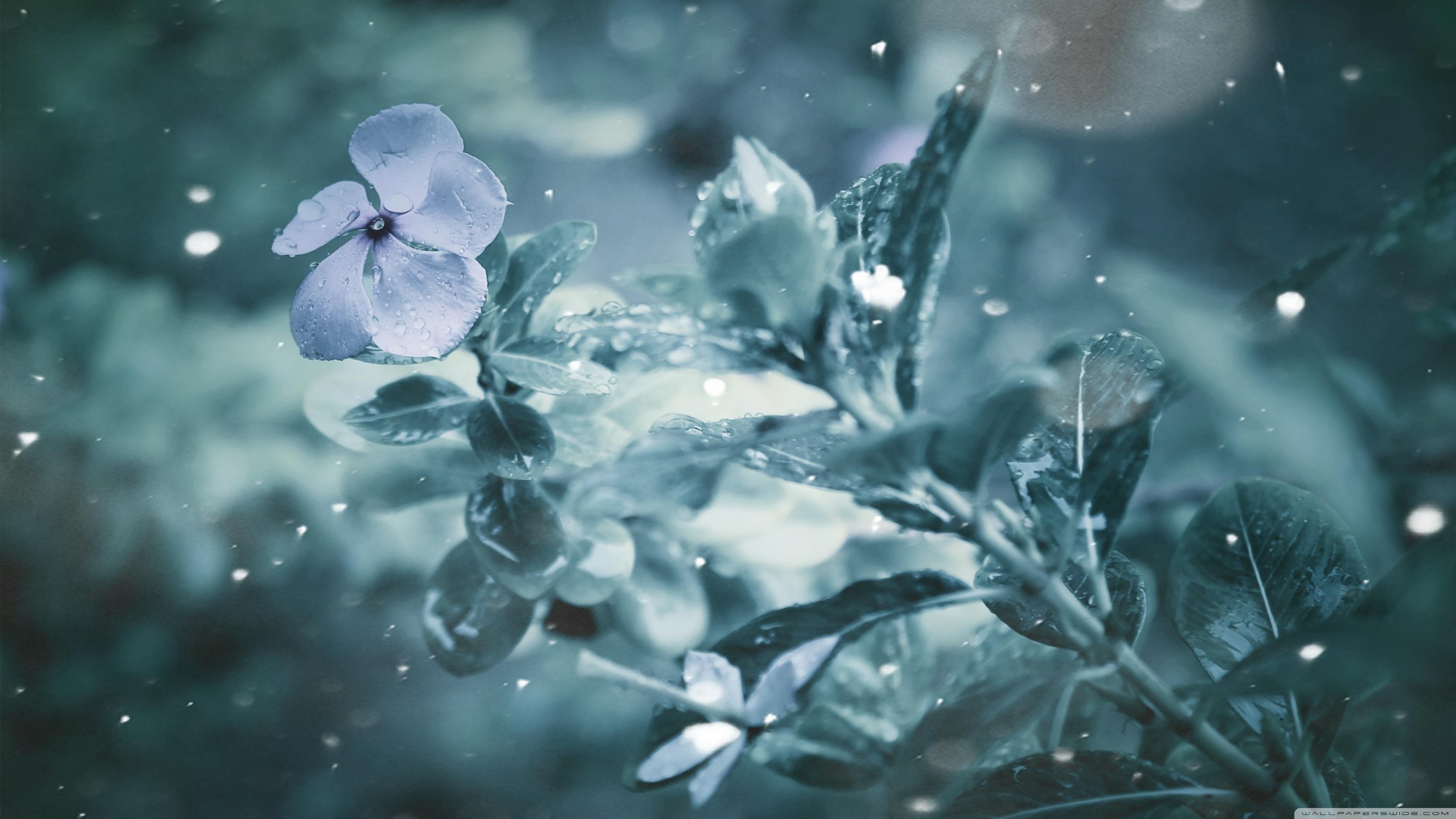 Ice Flower Wallpapers - Top Free Ice Flower Backgrounds - WallpaperAccess