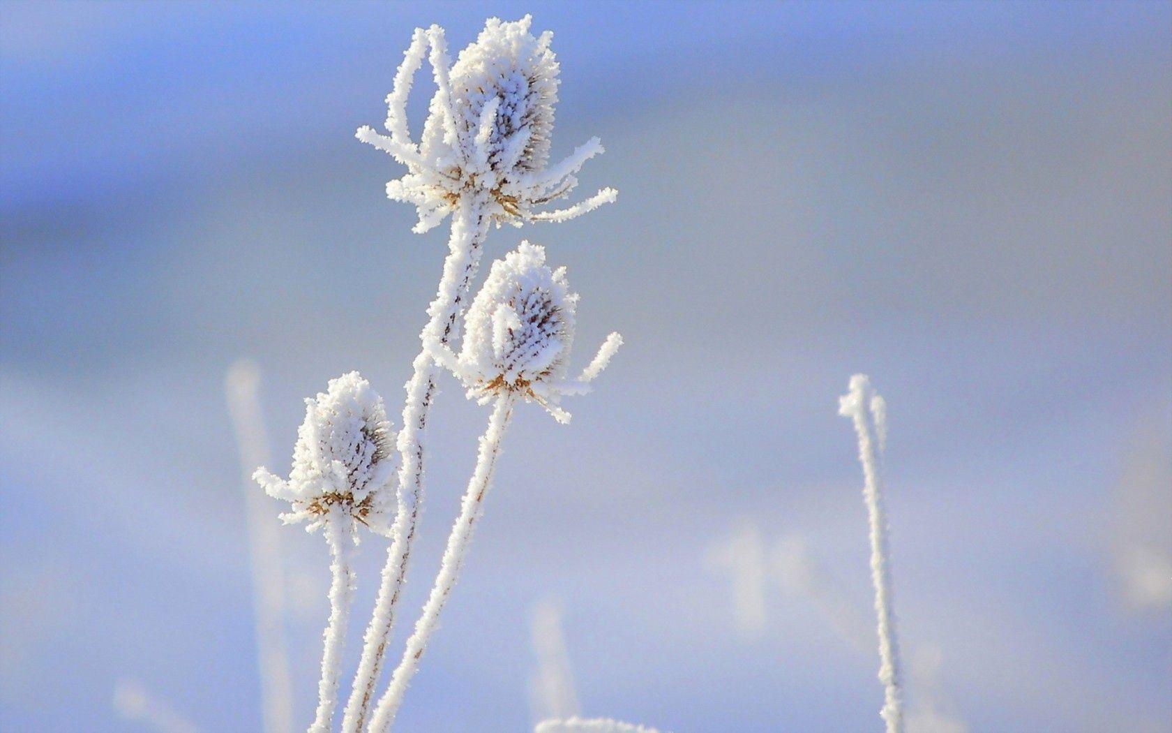 Ice Flower Wallpapers - Top Free Ice Flower Backgrounds - WallpaperAccess