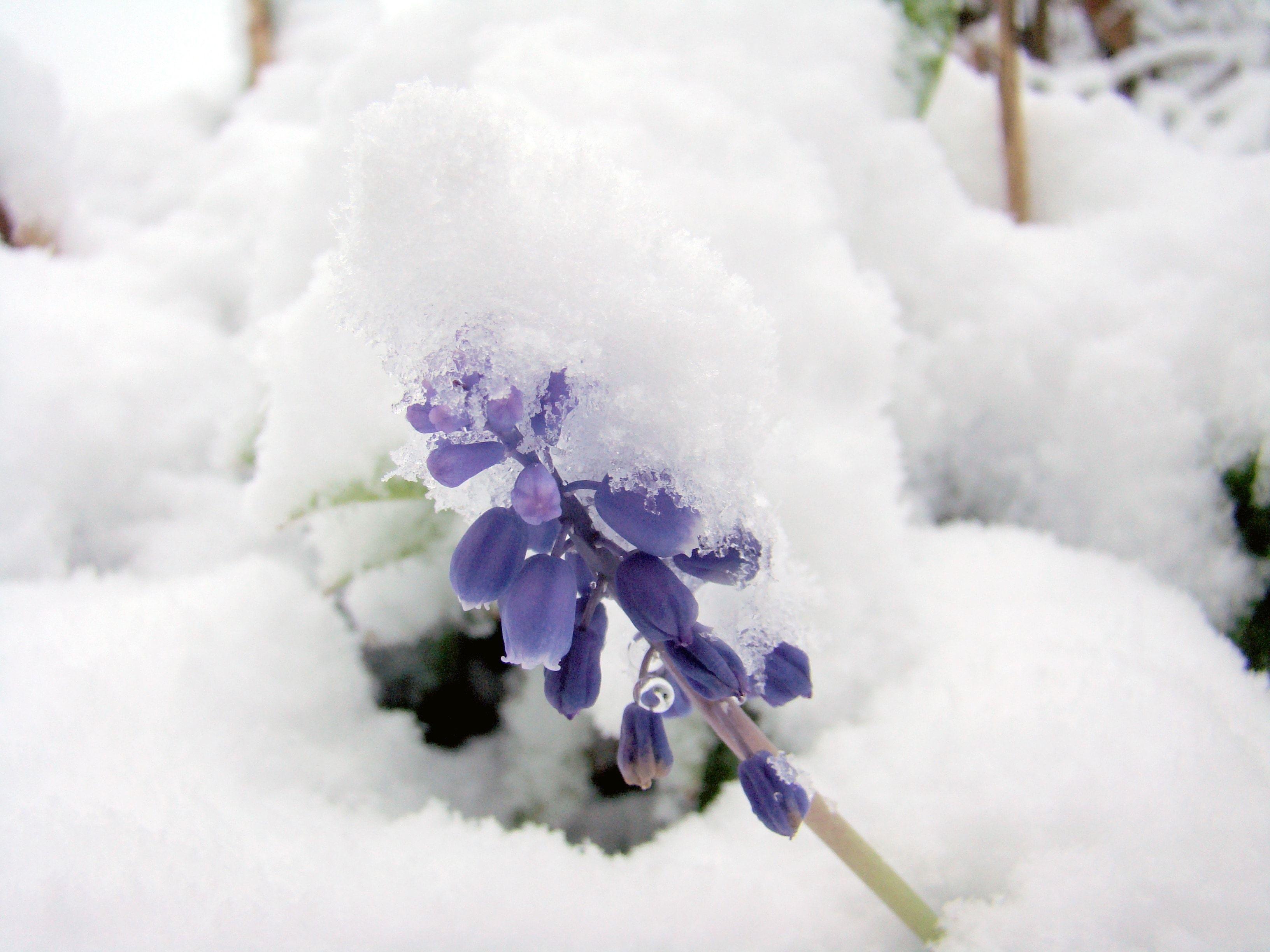 Frost Flowers Wallpapers - Top Free Frost Flowers Backgrounds ...