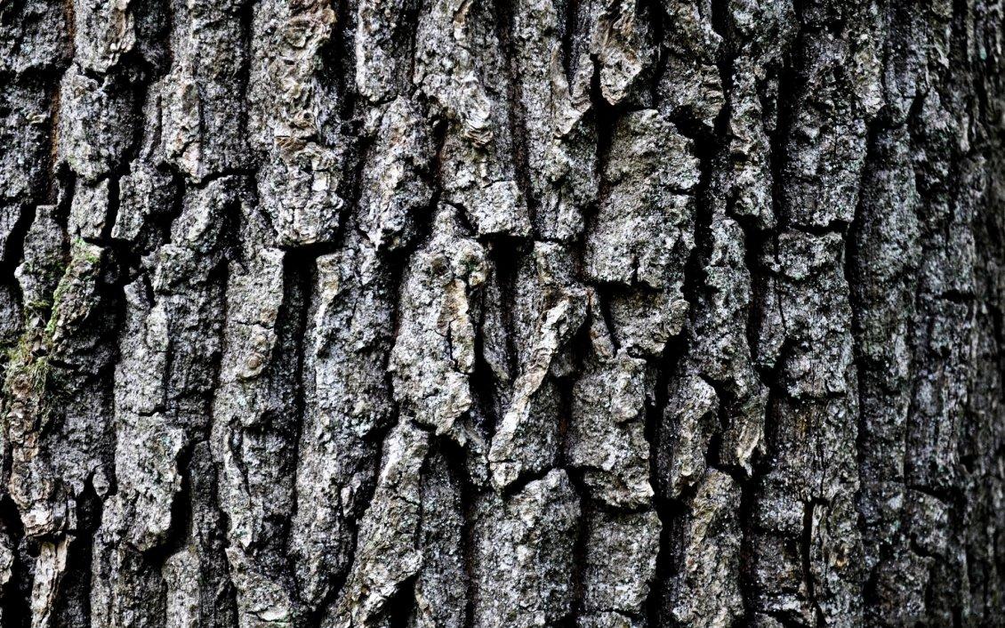 Bark Wallpapers - Top Free Bark Backgrounds - WallpaperAccess
