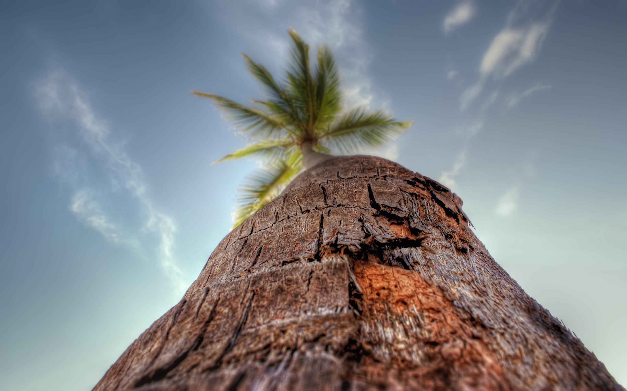 Bark Wallpapers - Top Free Bark Backgrounds - WallpaperAccess