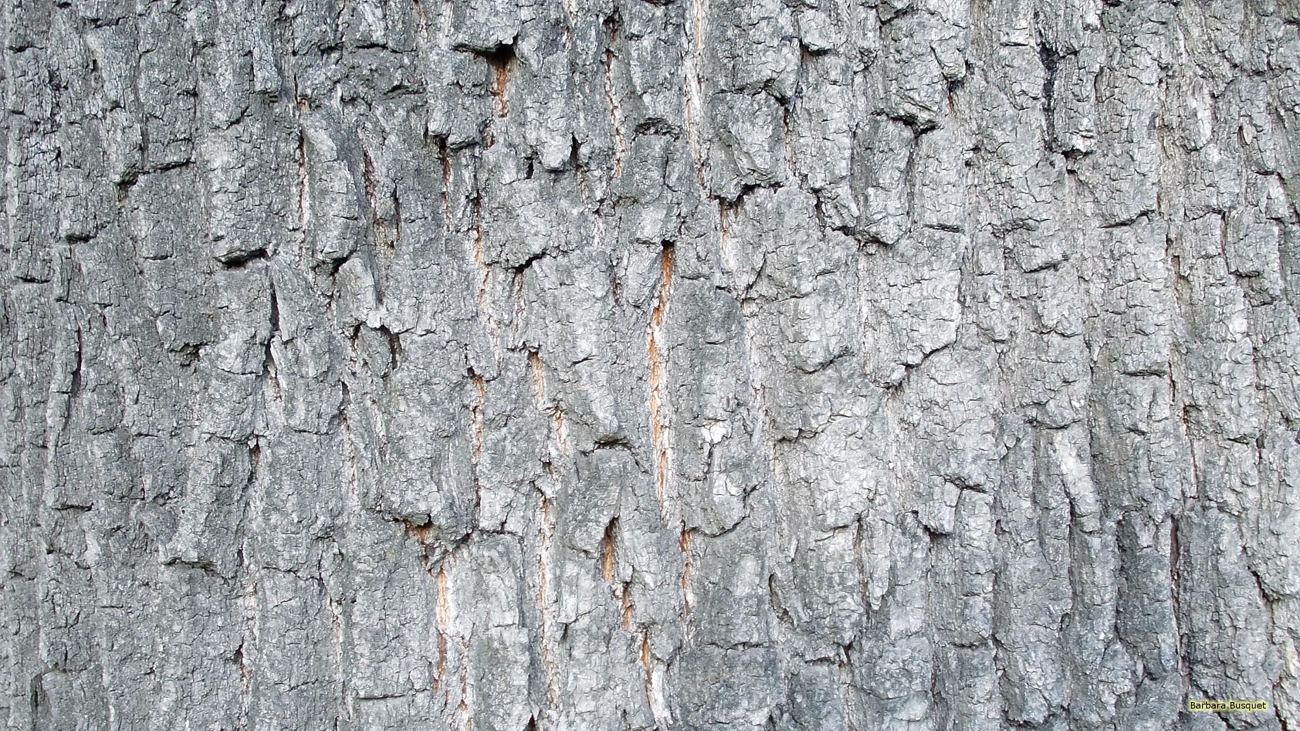 Bark Wallpapers - Top Free Bark Backgrounds - WallpaperAccess