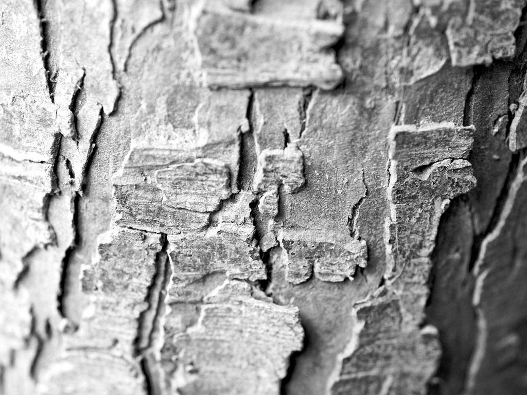 Bark Wallpapers - Top Free Bark Backgrounds - WallpaperAccess