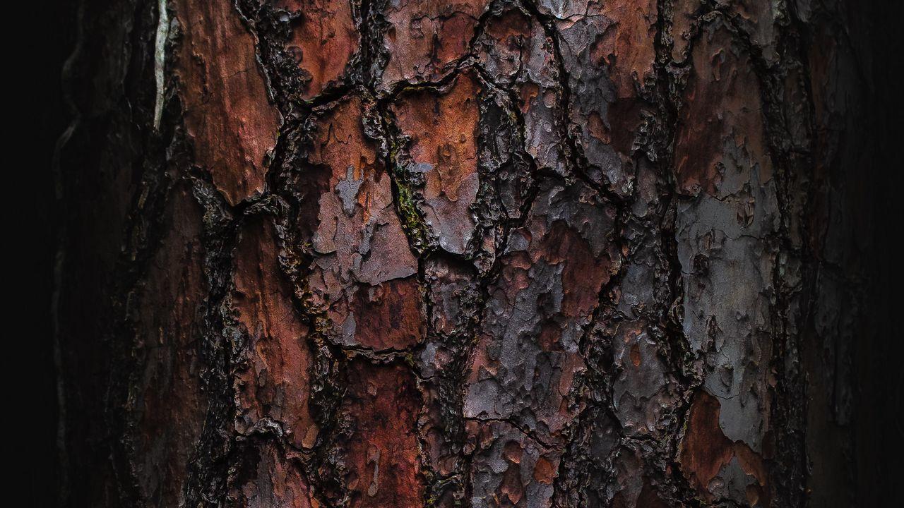Bark Wallpapers - Top Free Bark Backgrounds - WallpaperAccess