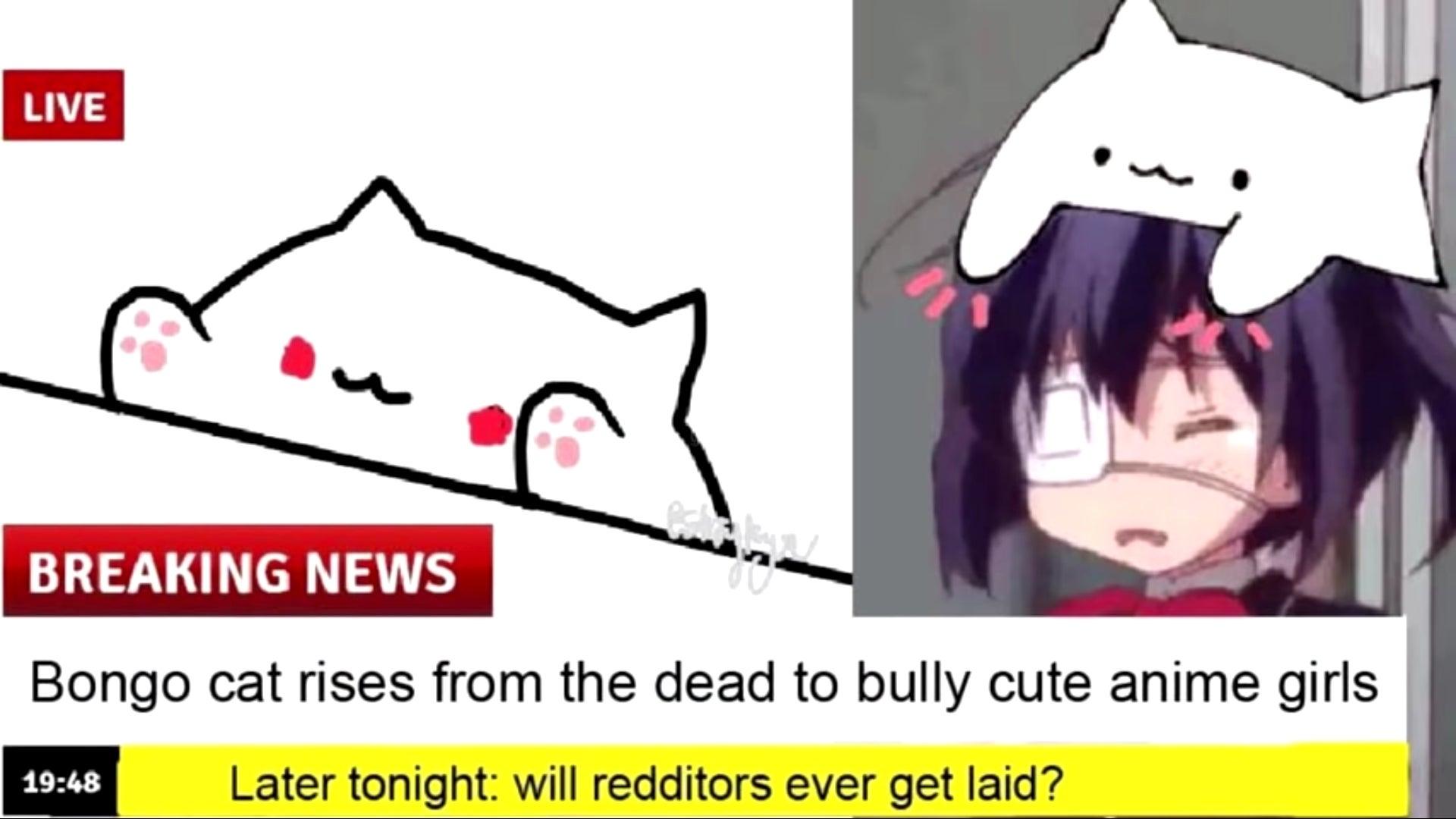 Bongo Cat Meme Wallpapers - Top Free Bongo Cat Meme Backgrounds ...