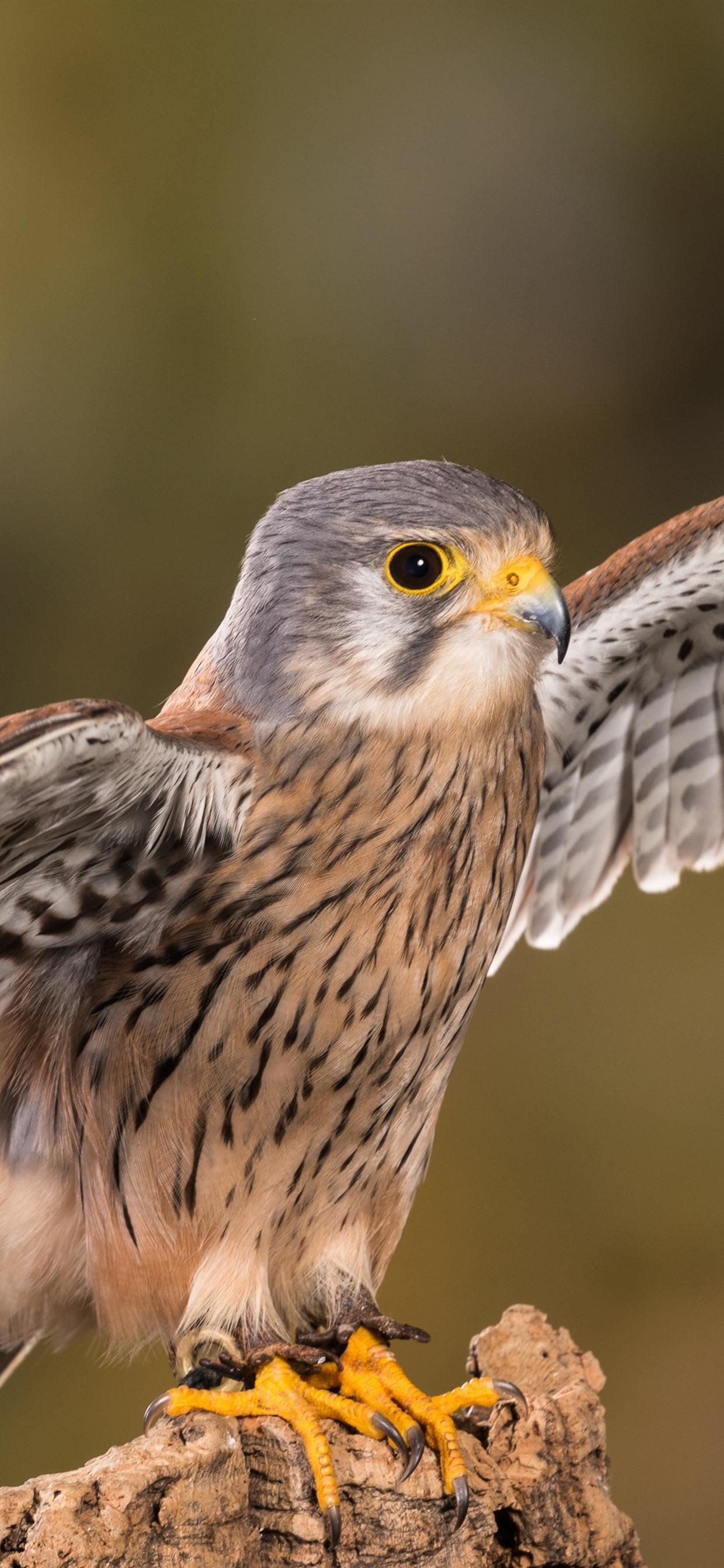 Falcon iPhone Wallpapers - Top Free Falcon iPhone Backgrounds ...