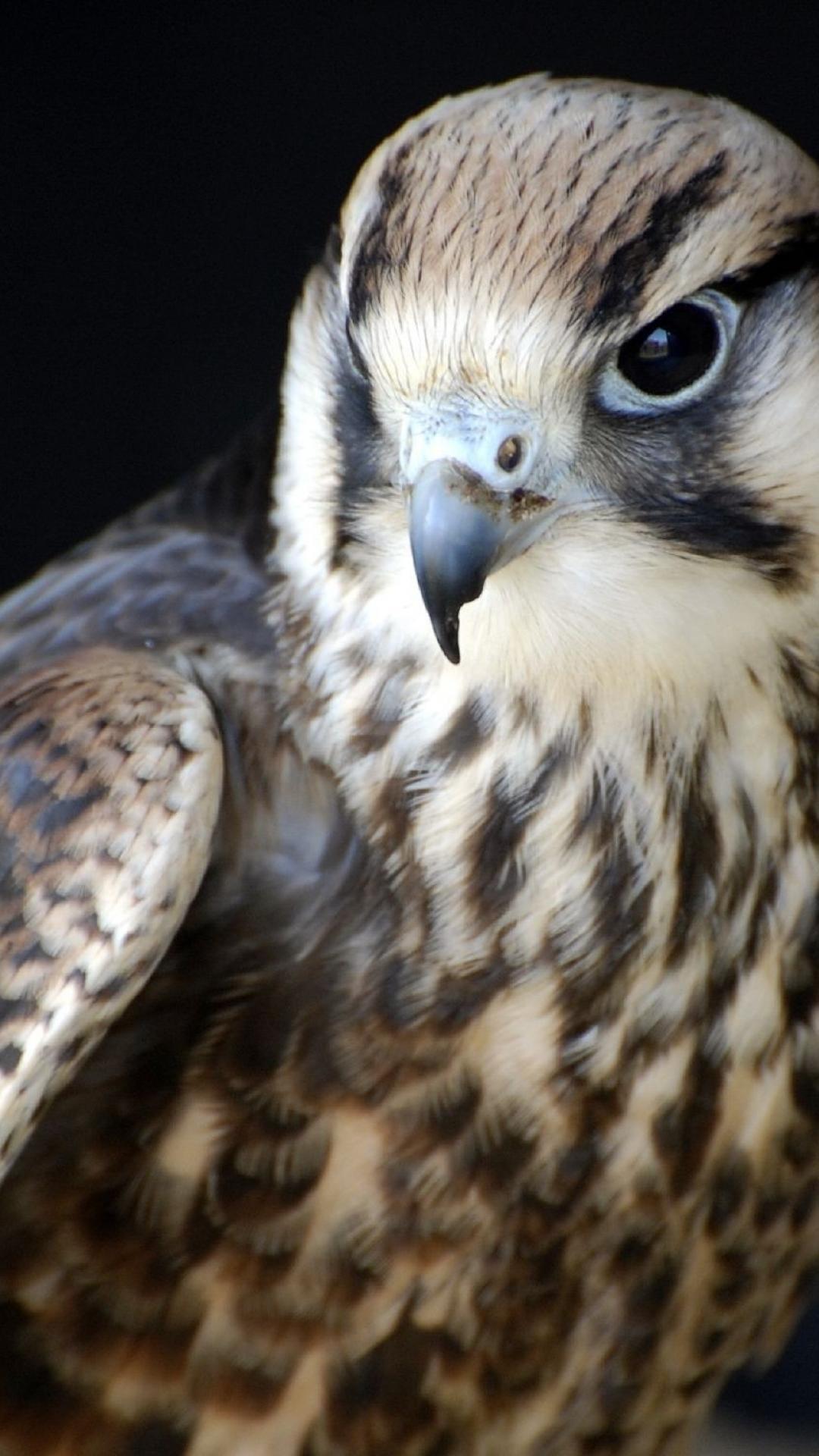 Falcon iPhone Wallpapers - Top Free Falcon iPhone Backgrounds ...