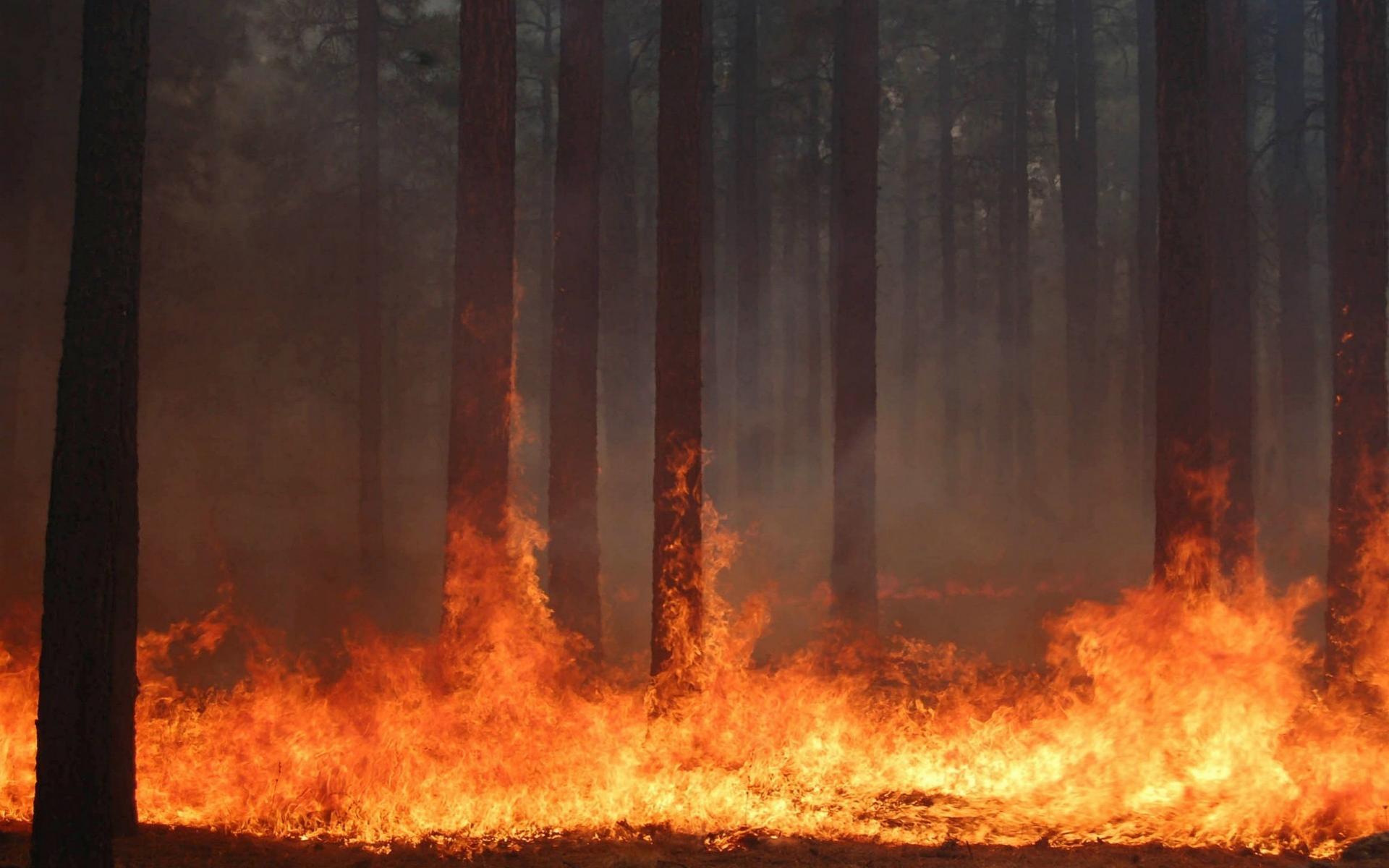 Burning Forest Wallpapers - Top Free Burning Forest Backgrounds ...