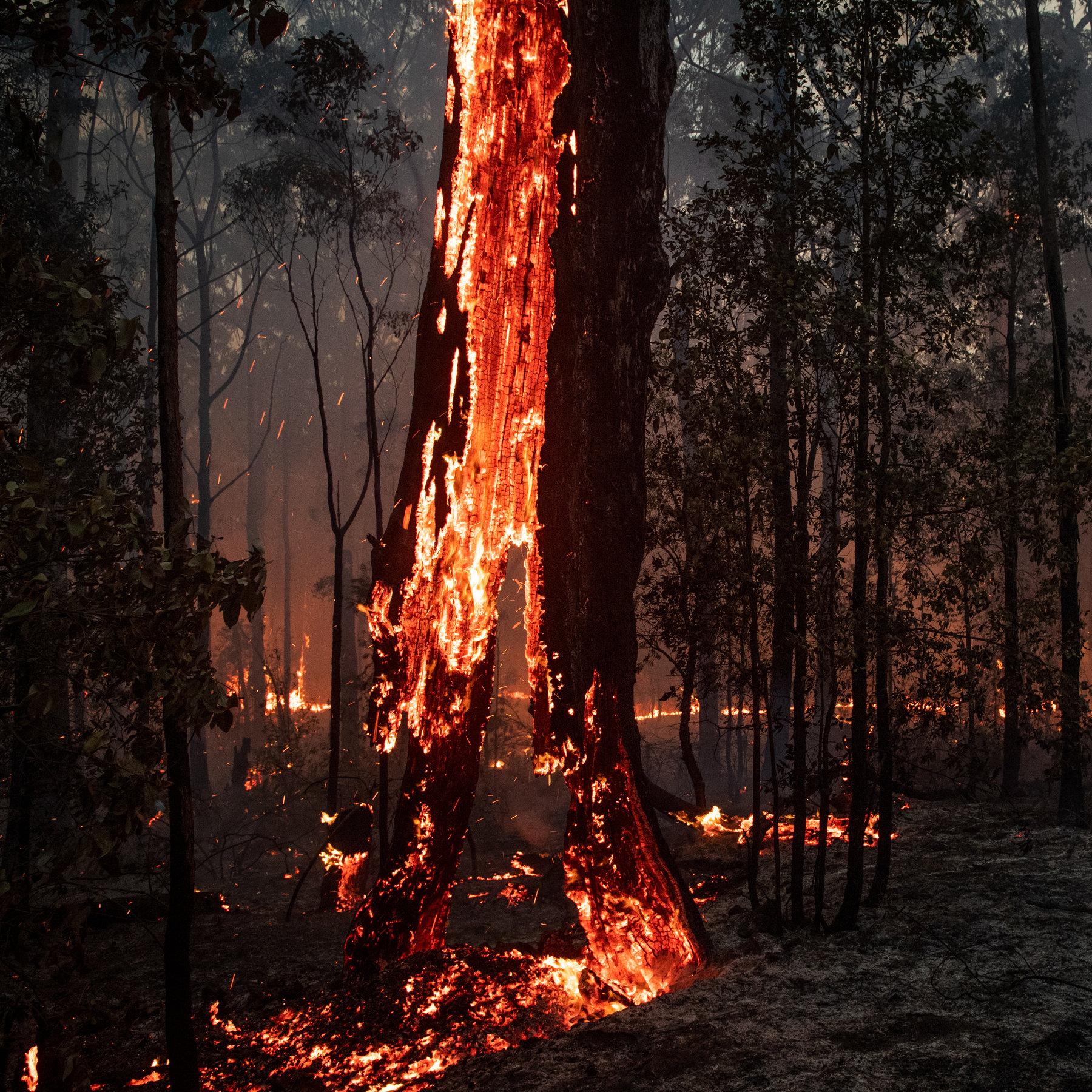 Burning Forest Wallpapers - Top Free Burning Forest Backgrounds ...