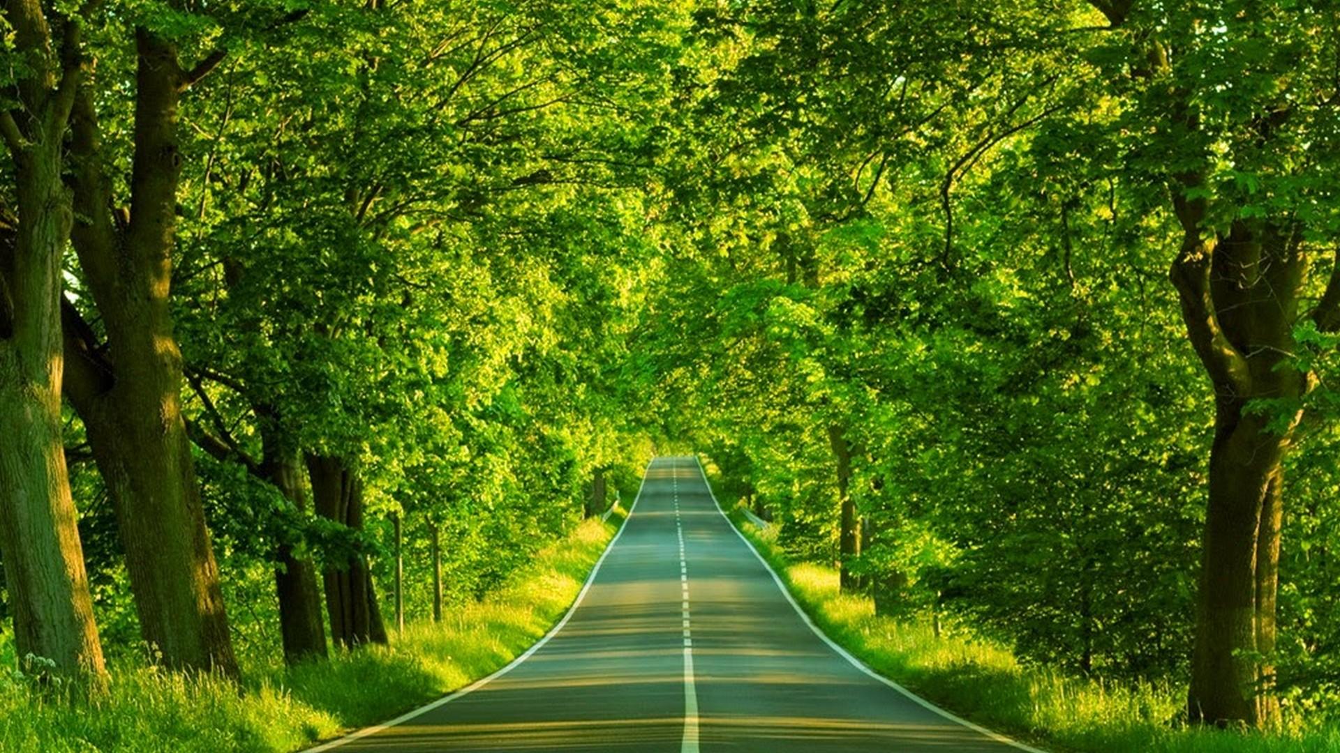 Green Leaves Desktop Wallpapers - Top Free Green Leaves Desktop ...