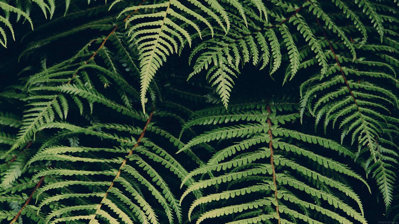 Green Leaves Desktop Wallpapers - Top Free Green Leaves Desktop ...