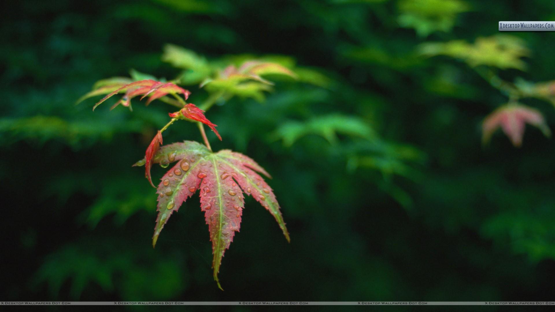 Green Leaves Desktop Wallpapers - Top Free Green Leaves Desktop ...