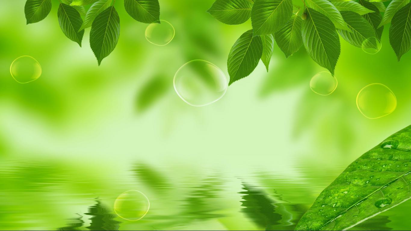 Green Leaves Desktop Wallpapers - Top Free Green Leaves Desktop ...