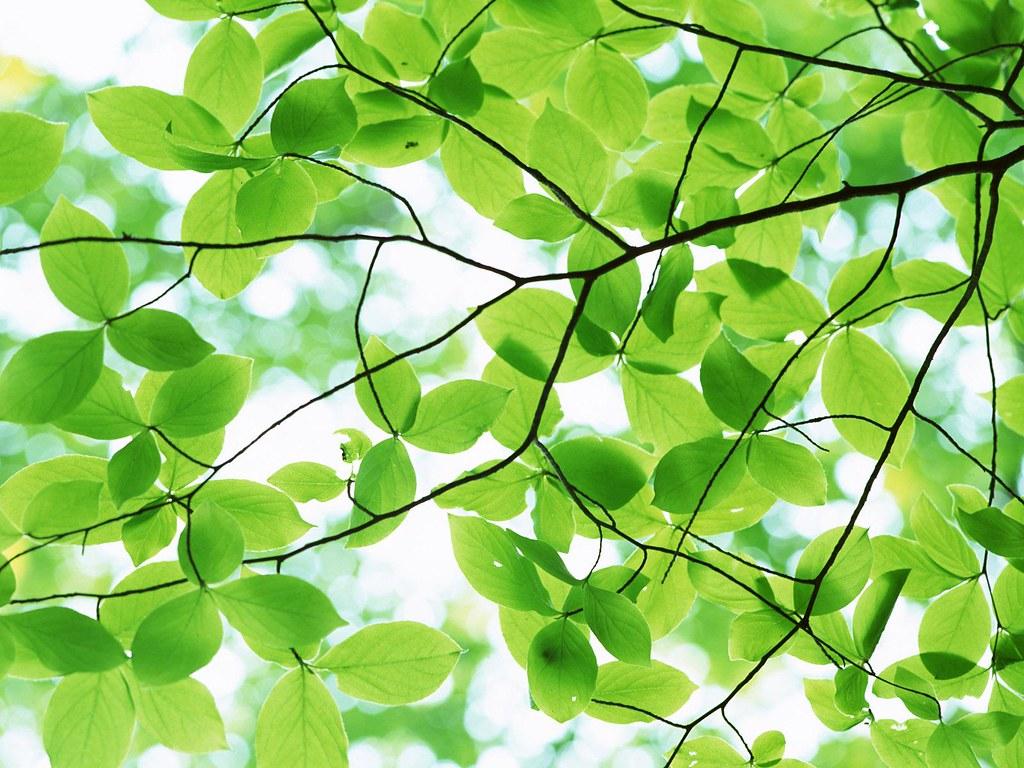 Green Leaves Desktop Wallpapers - Top Free Green Leaves Desktop ...