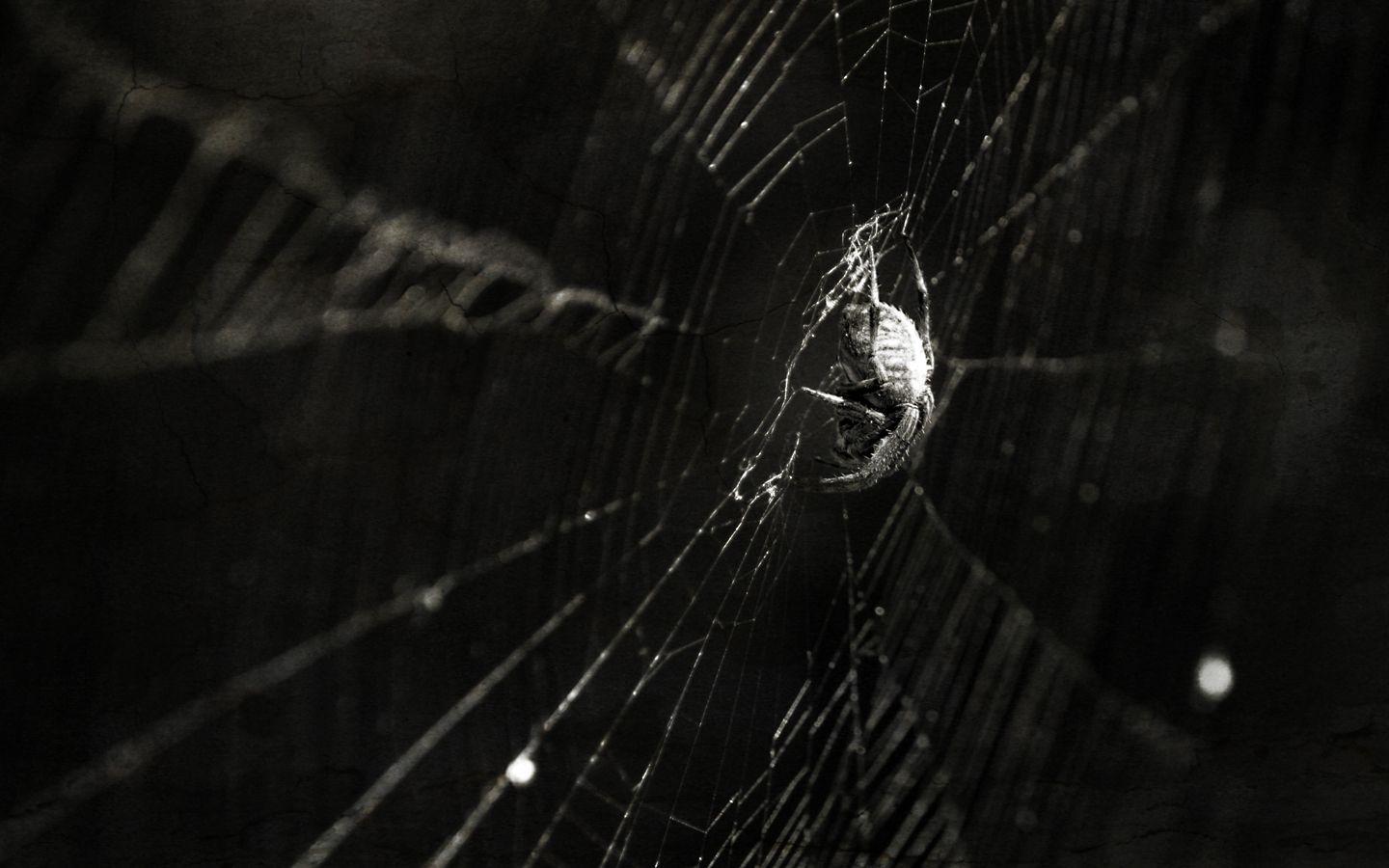 Black Spider Web Wallpapers - Top Free Black Spider Web Backgrounds ...