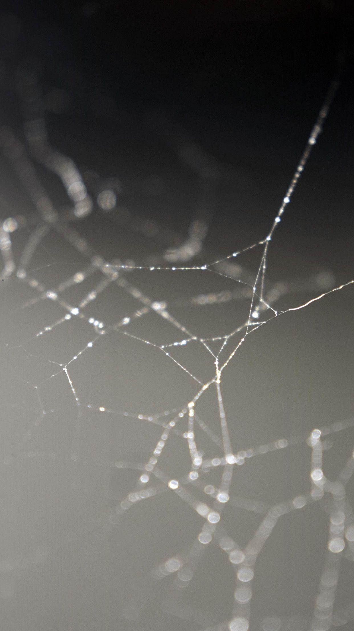 Black Spider Web Wallpapers - Top Free Black Spider Web Backgrounds ...