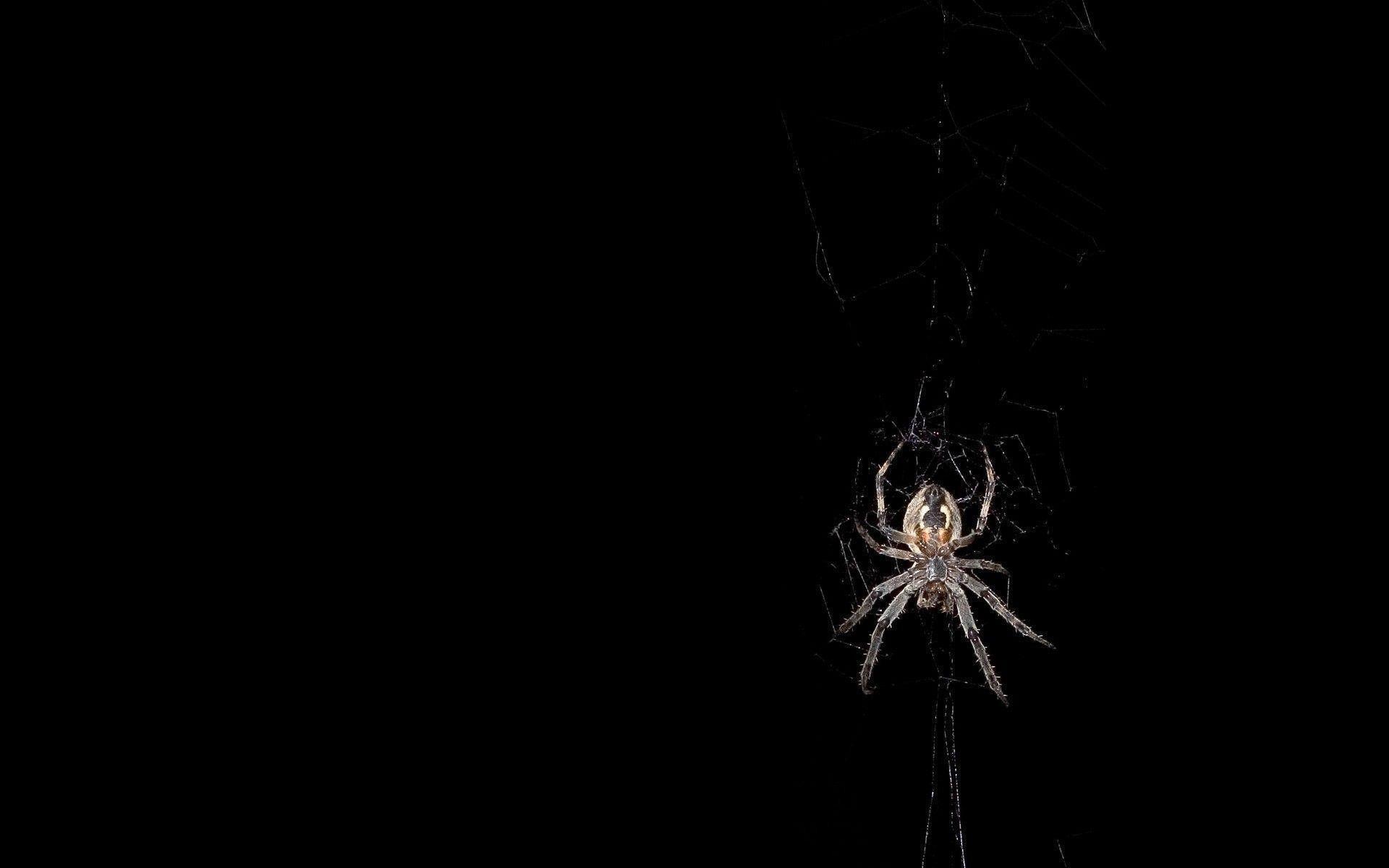 Black Spider Web Wallpapers - Top Free Black Spider Web Backgrounds ...