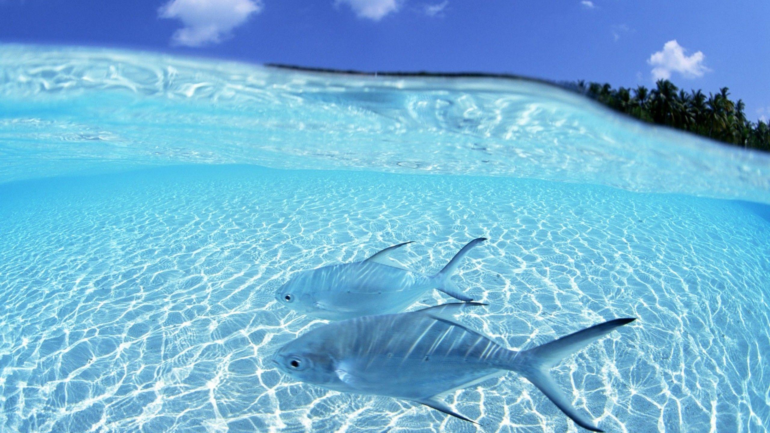 Indian Ocean Wallpapers - Top Free Indian Ocean Backgrounds ...