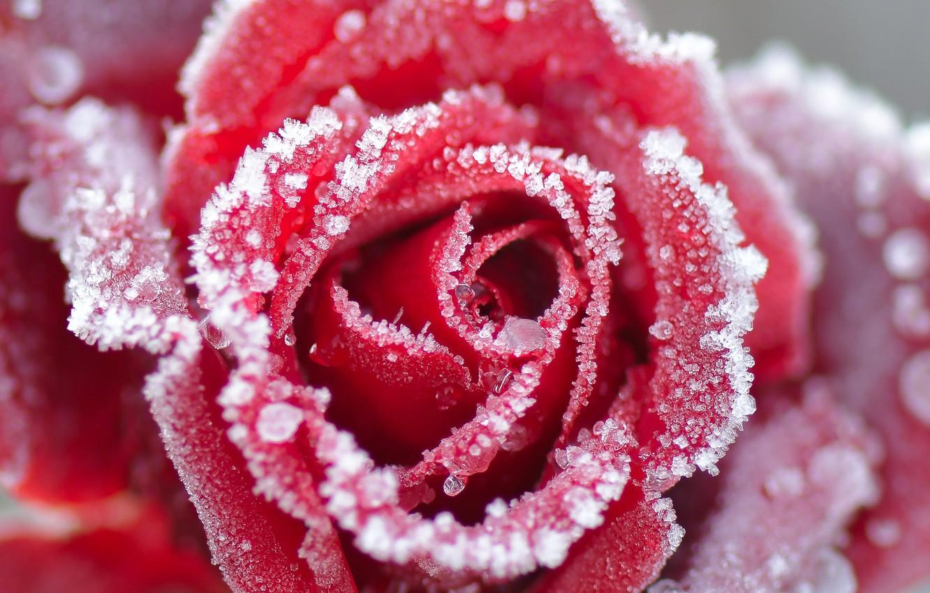 Snowy Rose Wallpapers - Top Free Snowy Rose Backgrounds - WallpaperAccess