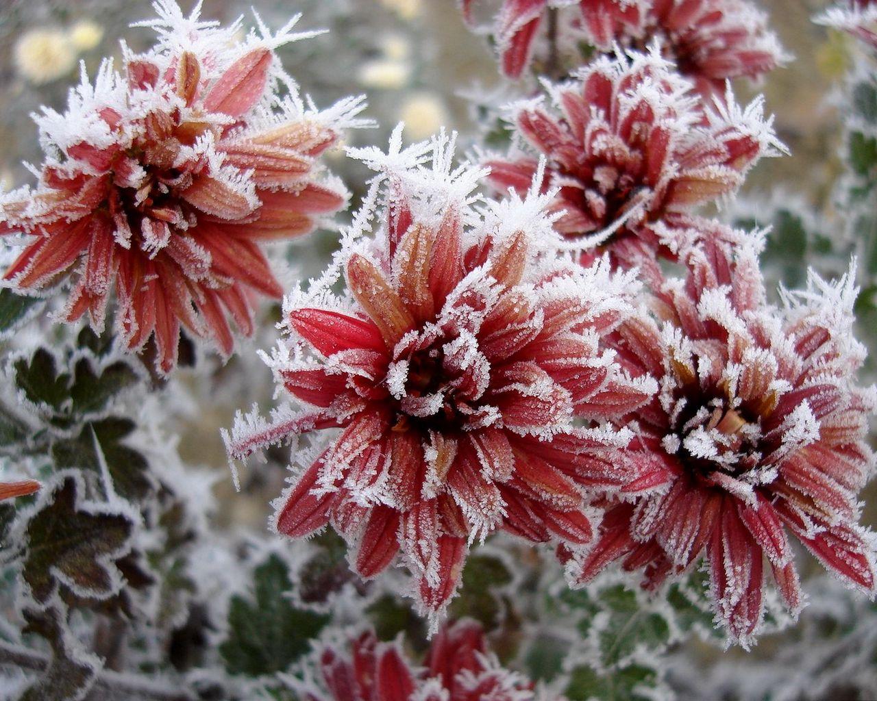 Frost Flowers Wallpapers - Top Free Frost Flowers Backgrounds ...