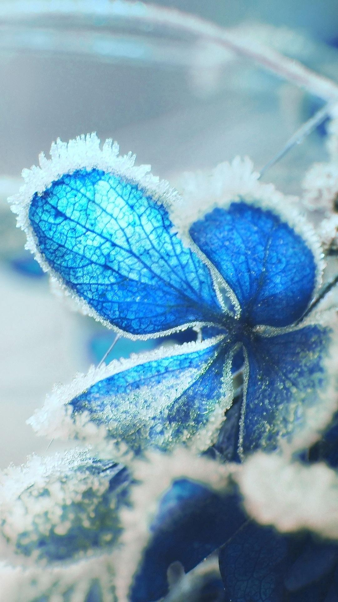 Frost Flowers Wallpapers - Top Free Frost Flowers Backgrounds ...