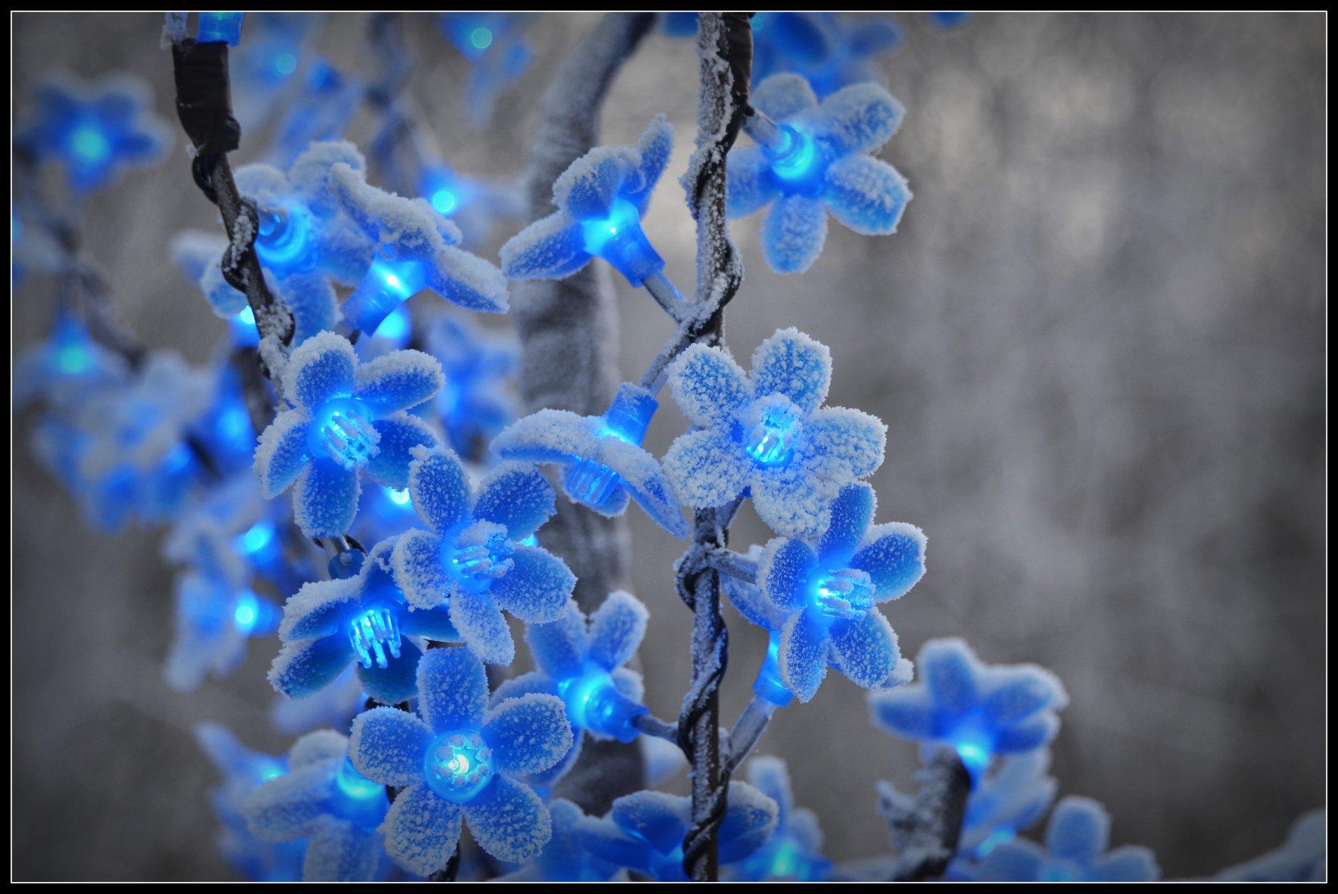 Frost Flowers Wallpapers - Top Free Frost Flowers Backgrounds ...