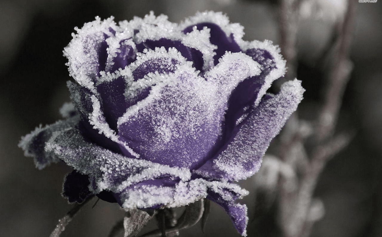 Frost Flowers Wallpapers - Top Free Frost Flowers Backgrounds ...