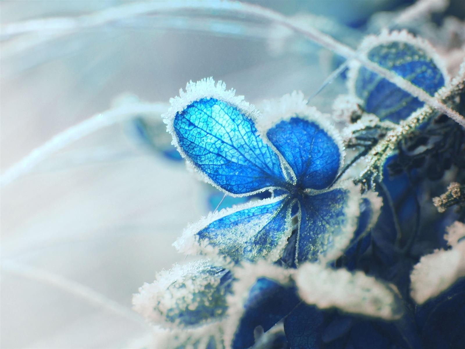 Frost Flowers Wallpapers - Top Free Frost Flowers Backgrounds ...