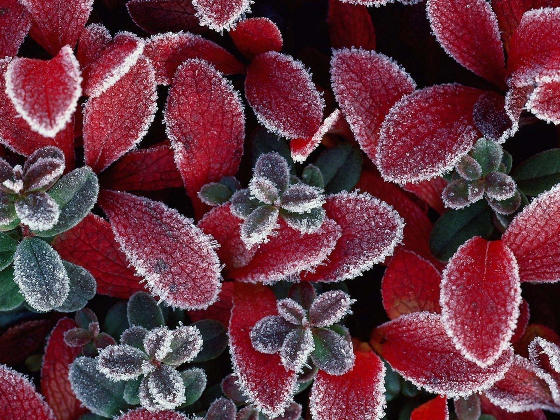 Frost Flowers Wallpapers - Top Free Frost Flowers Backgrounds ...