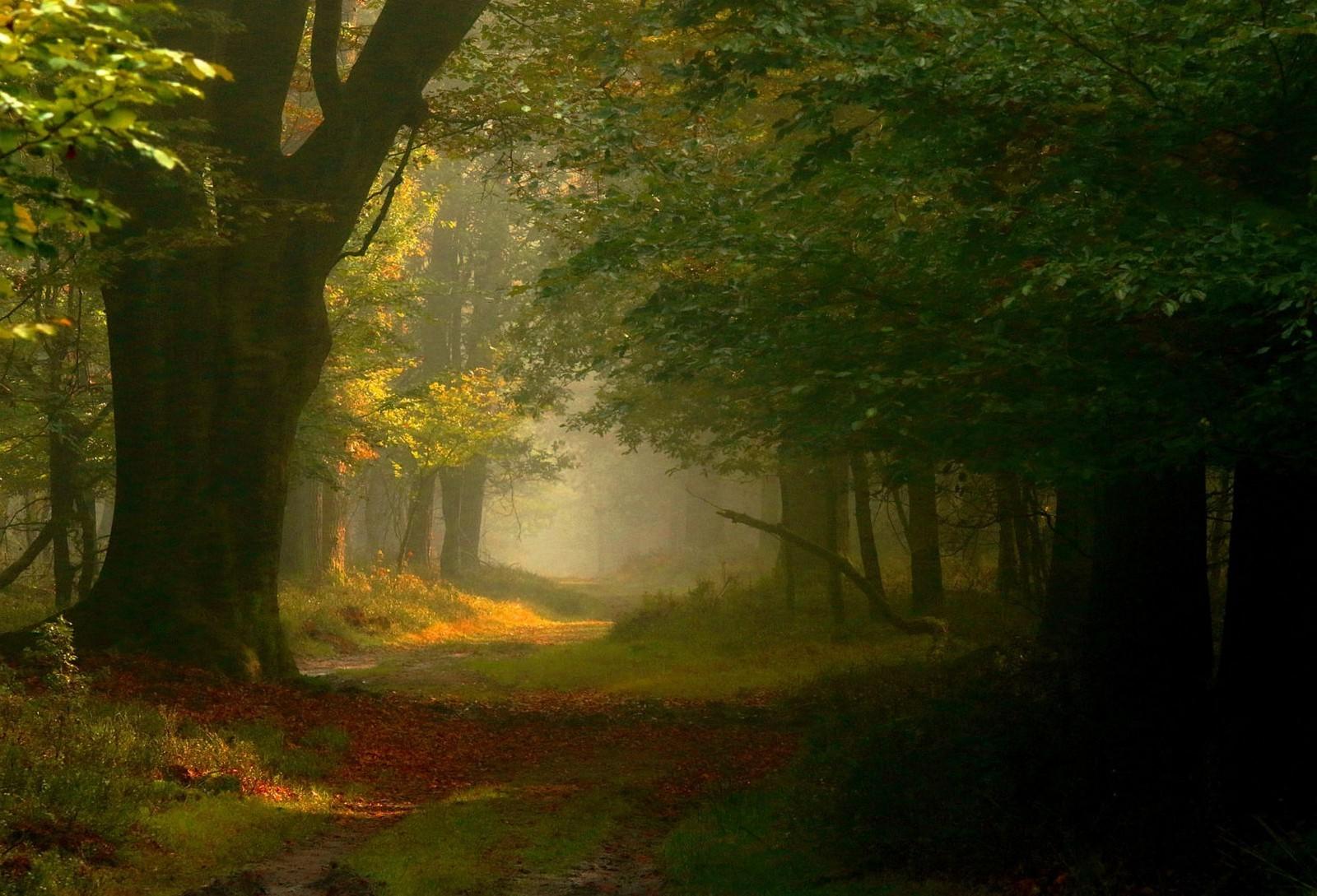 Fairy Tale Forest Wallpapers - Top Free Fairy Tale Forest Backgrounds ...