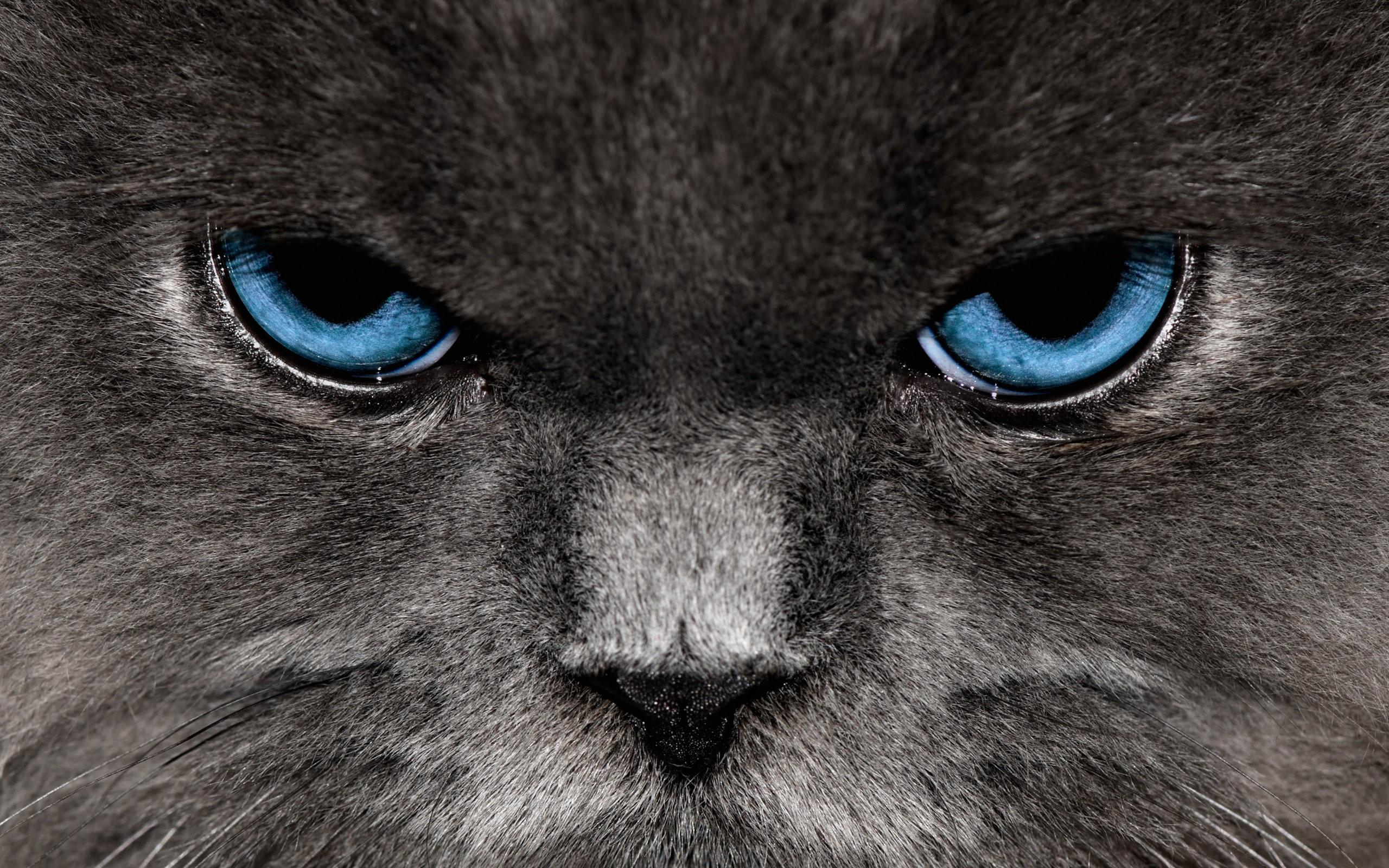 Angry Cat Computer Wallpapers - Top Free Angry Cat Computer Backgrounds ...