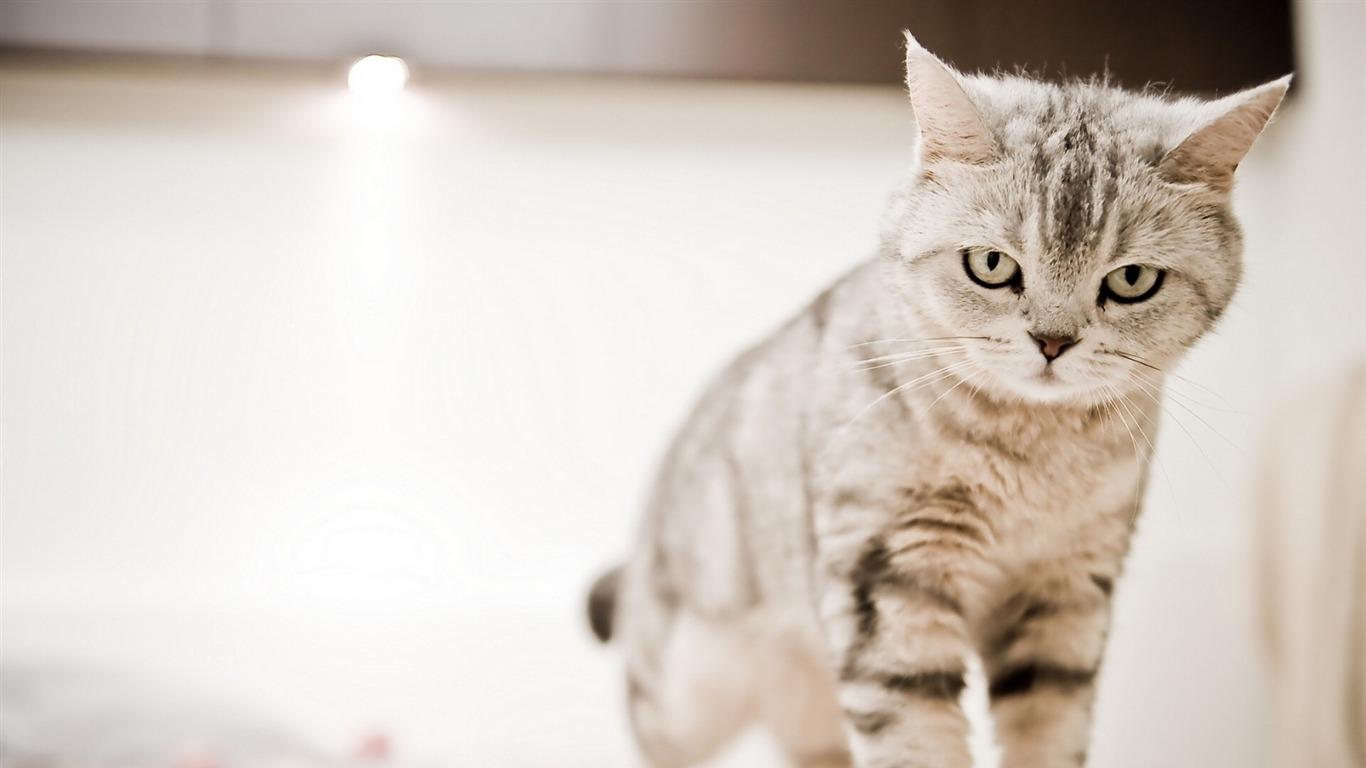 Angry Cat Computer Wallpapers - Top Free Angry Cat Computer Backgrounds ...