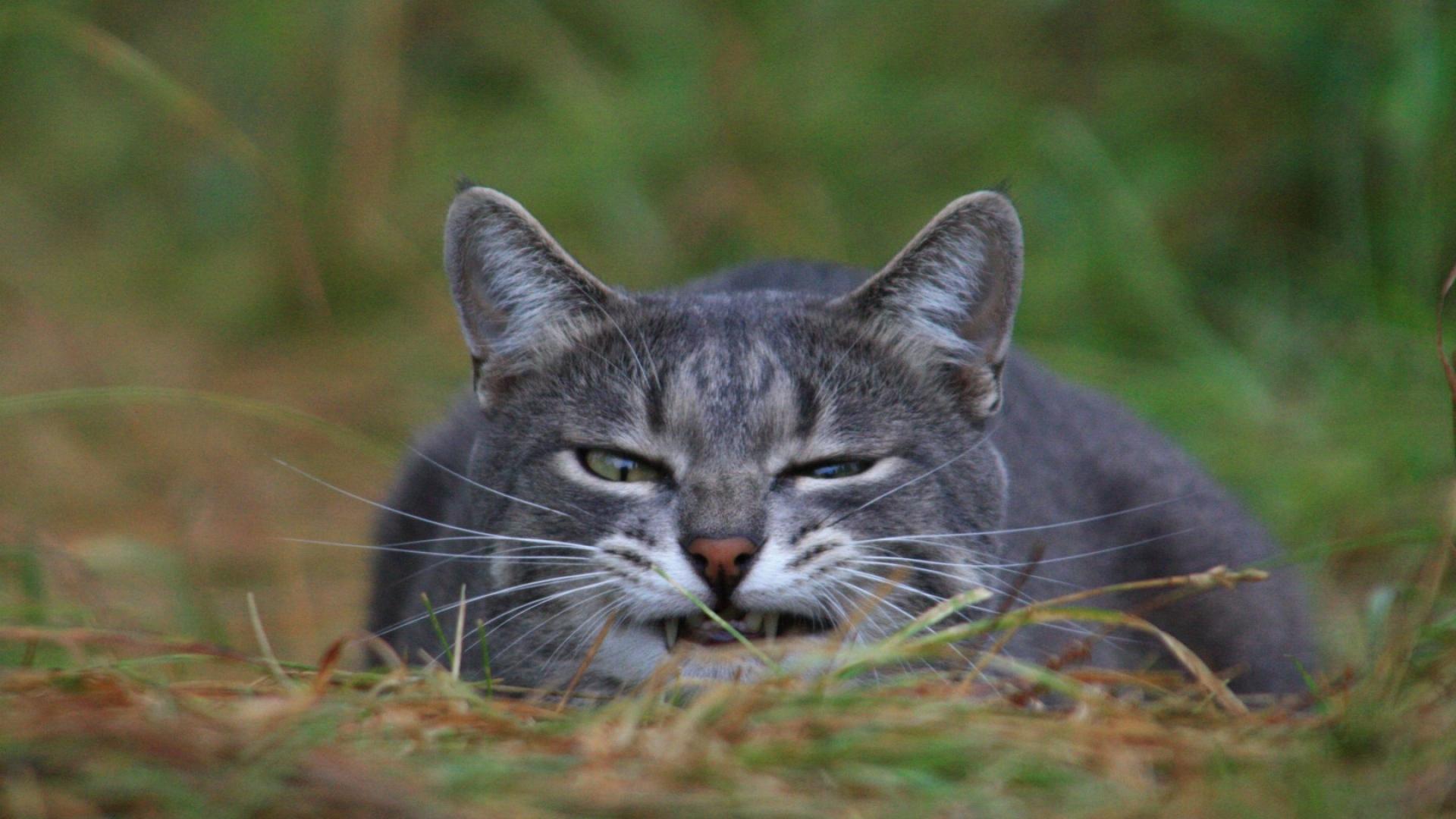 Angry Cat Computer Wallpapers - Top Free Angry Cat Computer Backgrounds ...