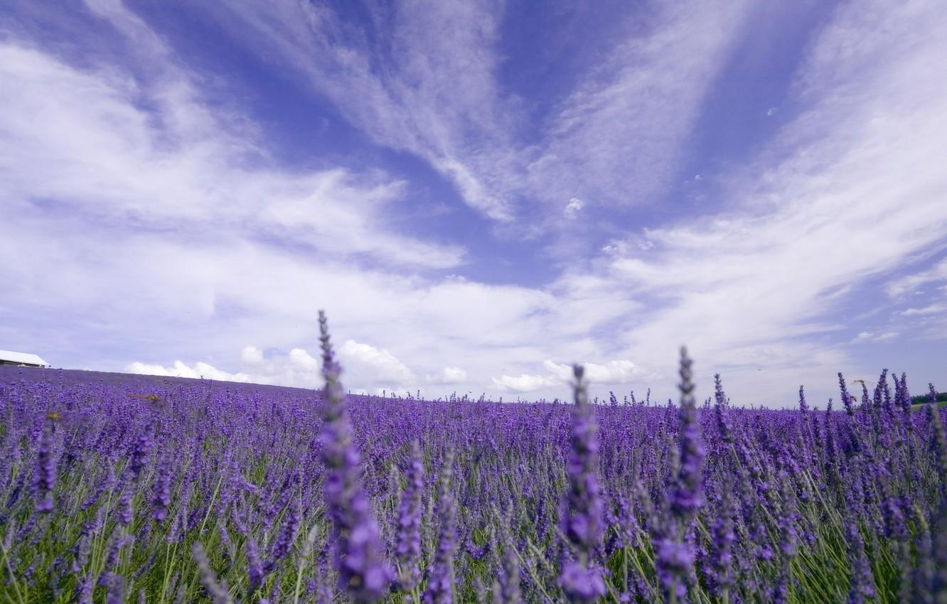 Lavender Clouds Wallpapers - Top Free Lavender Clouds Backgrounds ...