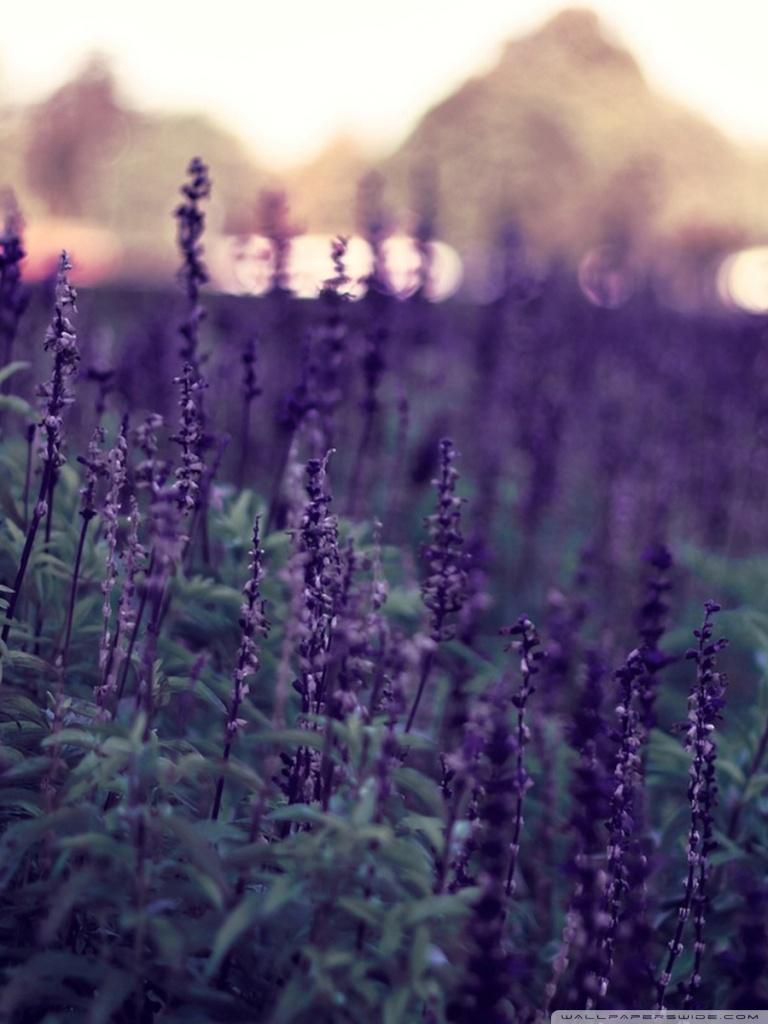 Lavender Phone Wallpapers - Top Free Lavender Phone Backgrounds ...