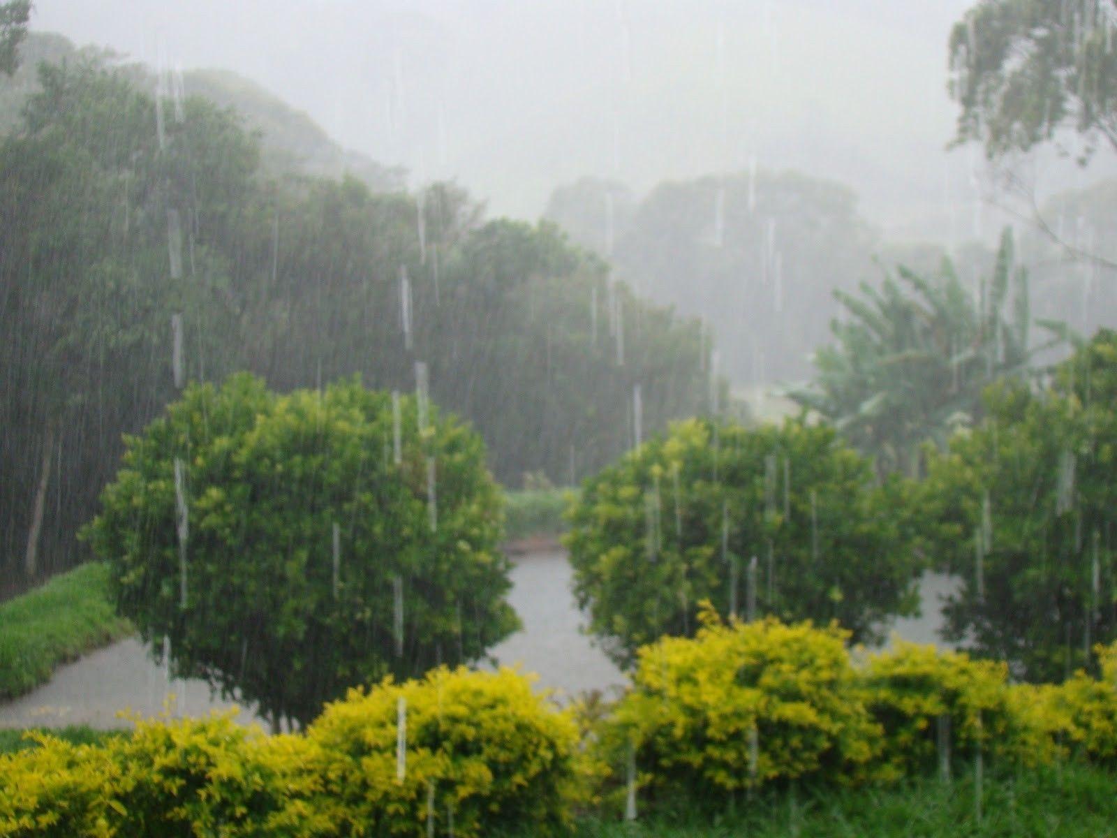 Jungle Rain Wallpapers - Top Free Jungle Rain Backgrounds - WallpaperAccess