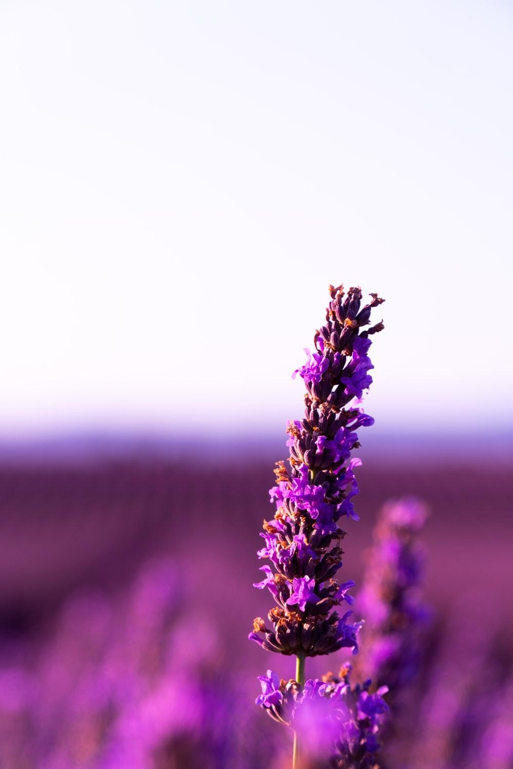 Calming Lavender Wallpapers - Top Free Calming Lavender Backgrounds ...