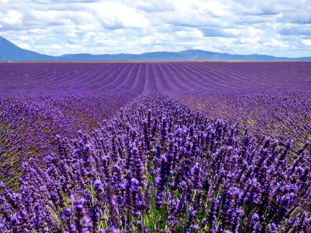 Calming Lavender Wallpapers - Top Free Calming Lavender Backgrounds ...