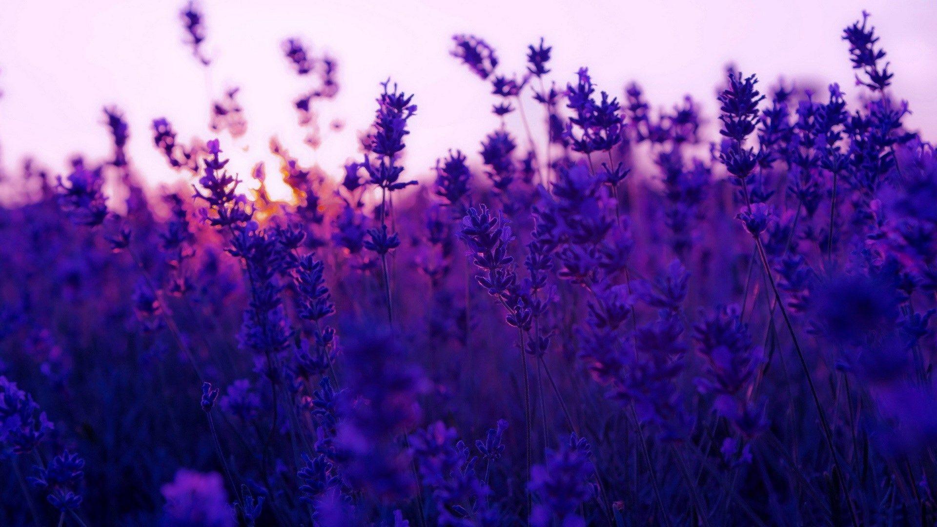 Calming Lavender Wallpapers - Top Free Calming Lavender Backgrounds ...