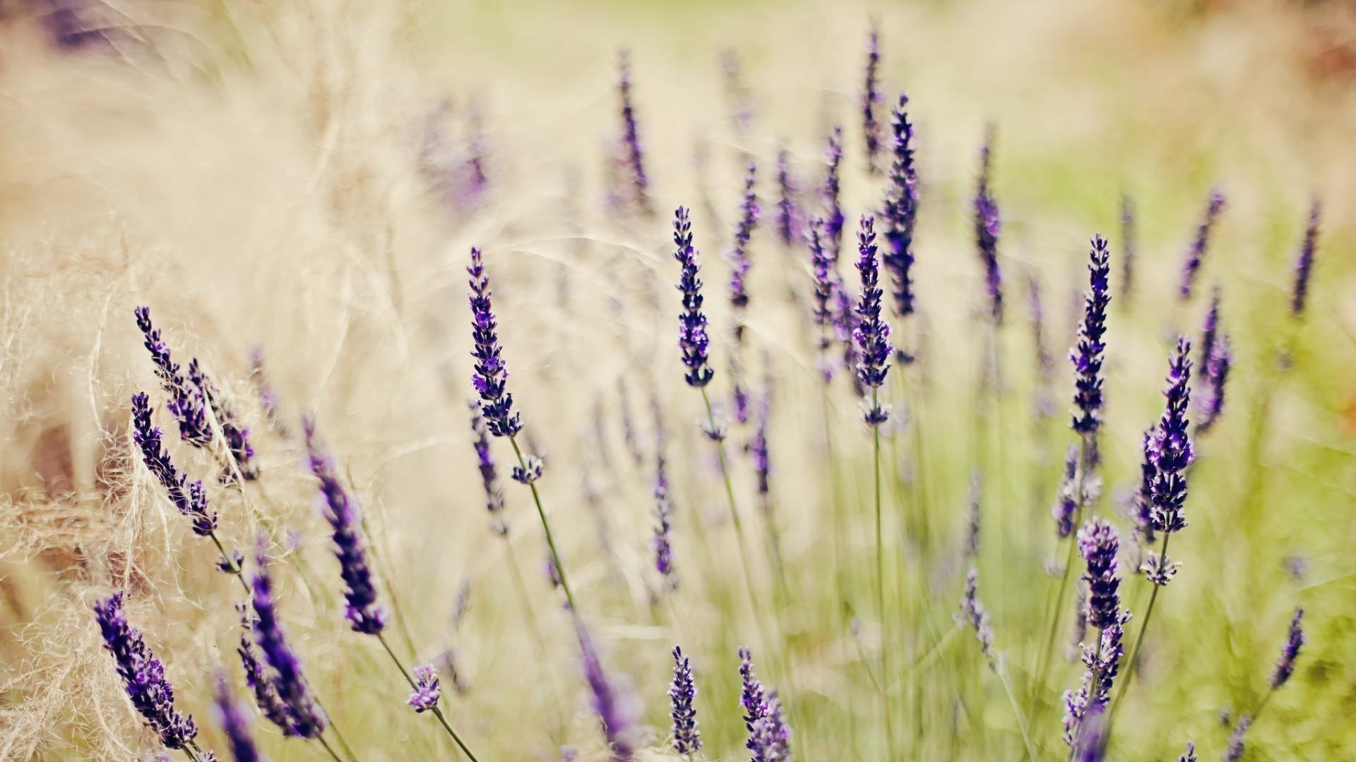 Calming Lavender Wallpapers - Top Free Calming Lavender Backgrounds ...