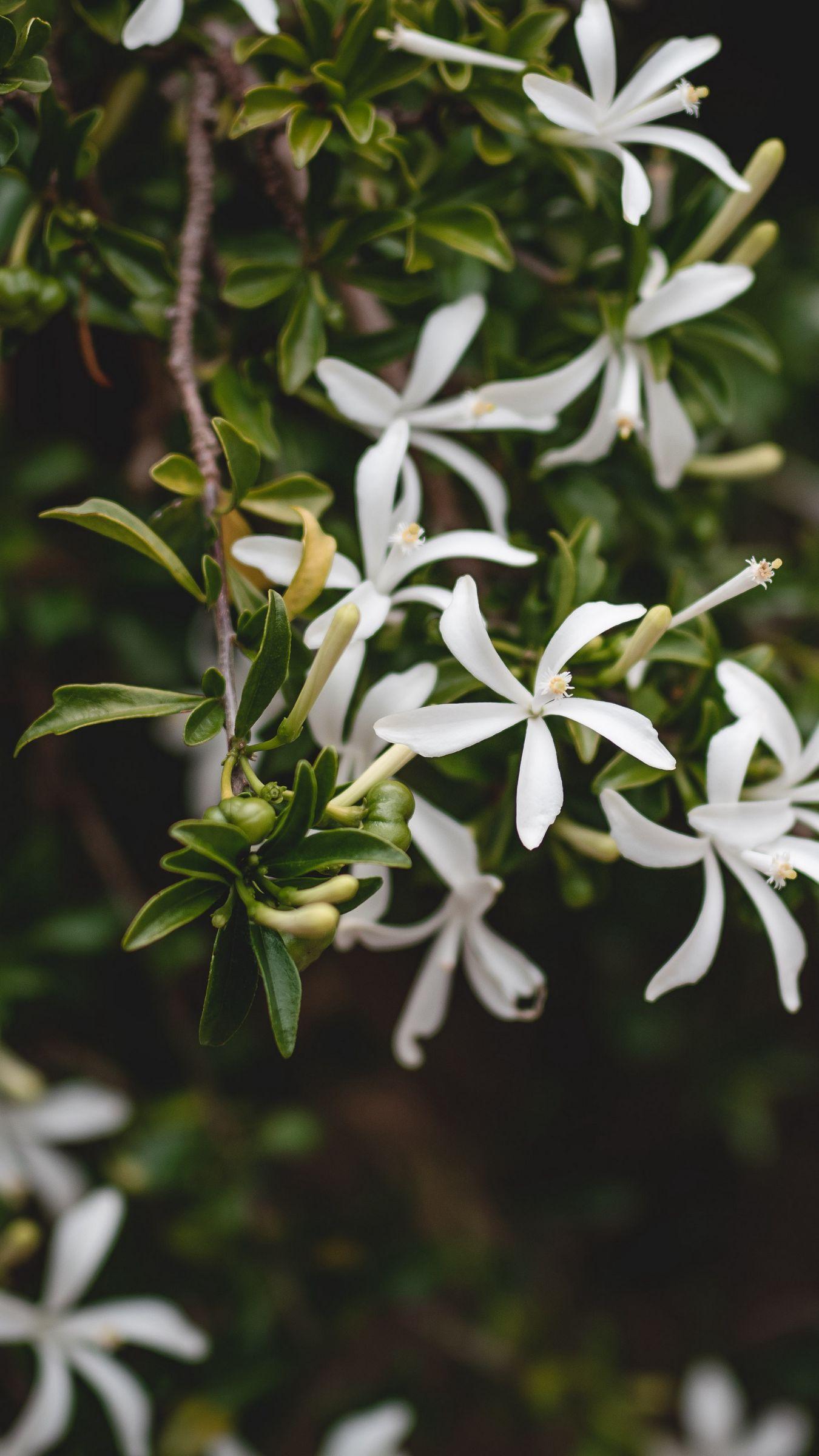 Jasmine Flower iPhone Wallpapers - Top Free Jasmine Flower iPhone ...