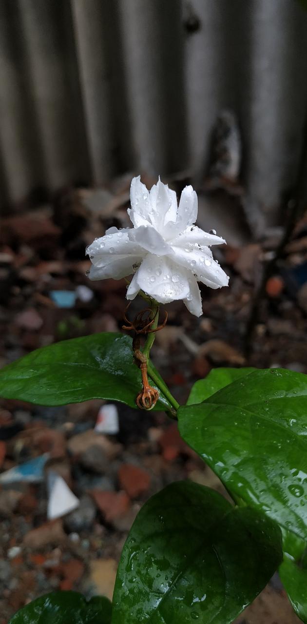Jasmine Flower iPhone Wallpapers - Top Free Jasmine Flower iPhone ...